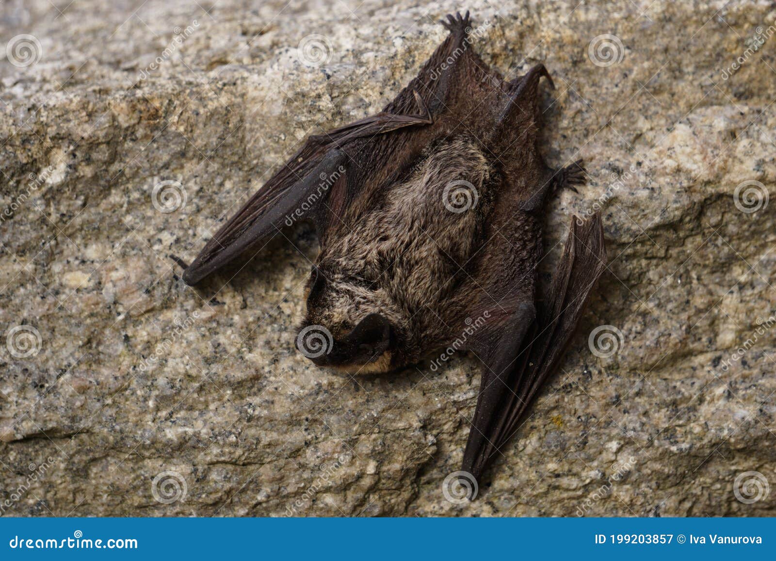 Small Bat Resting on the Wall Stock Image - Image of wilderness, rock ...