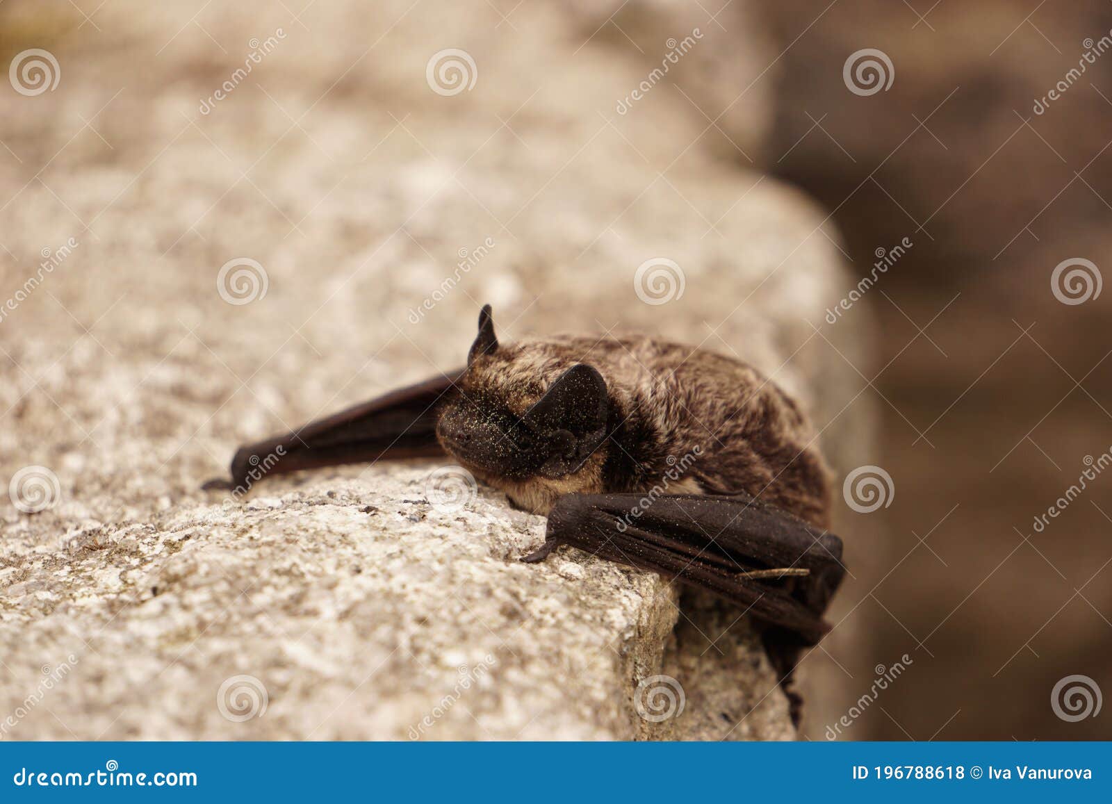 Small Bat Resting on the Wall Stock Photo - Image of animal, cute ...
