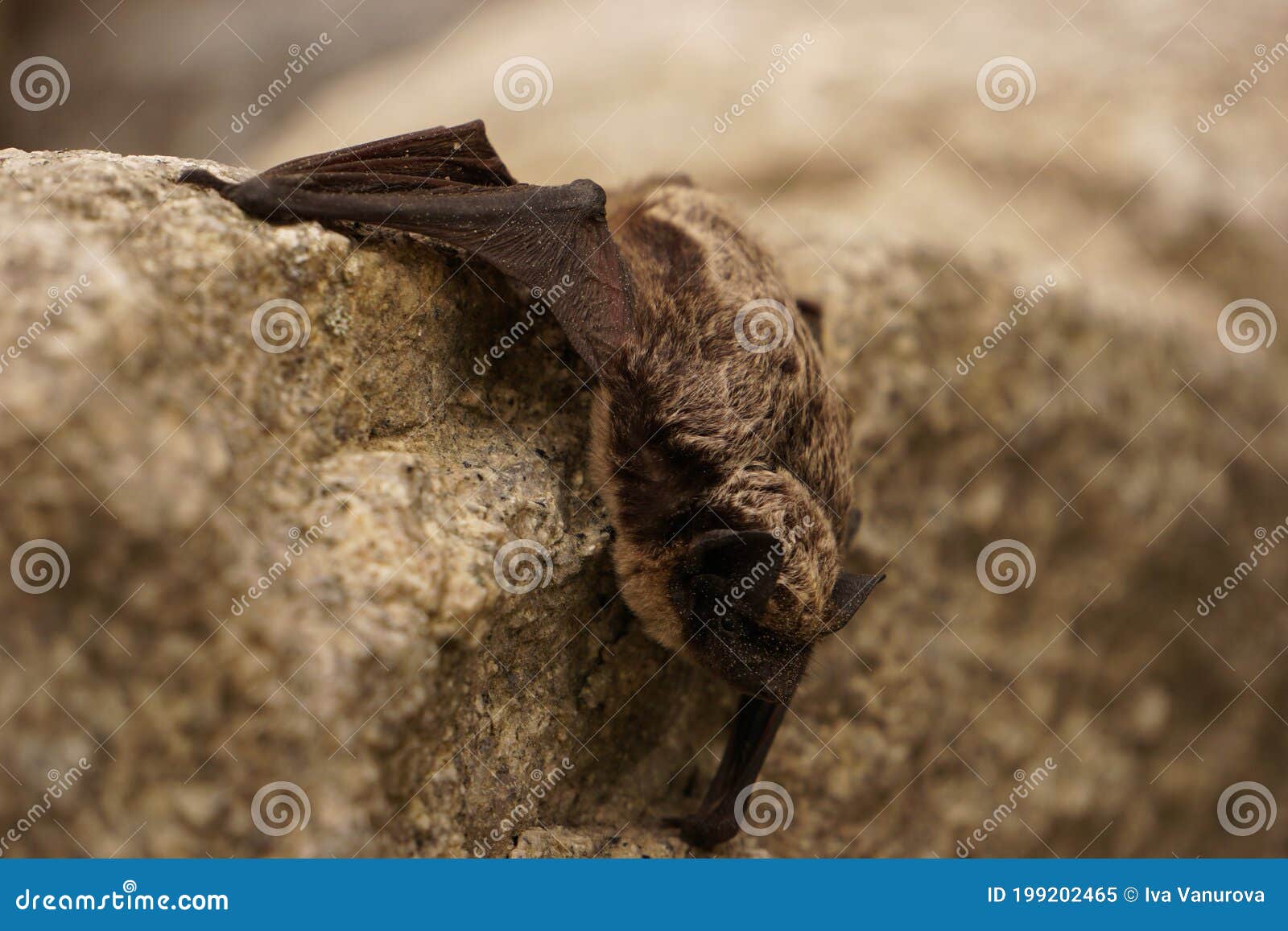 Small Bat Resting on the Wall Stock Image - Image of animal, portrait ...
