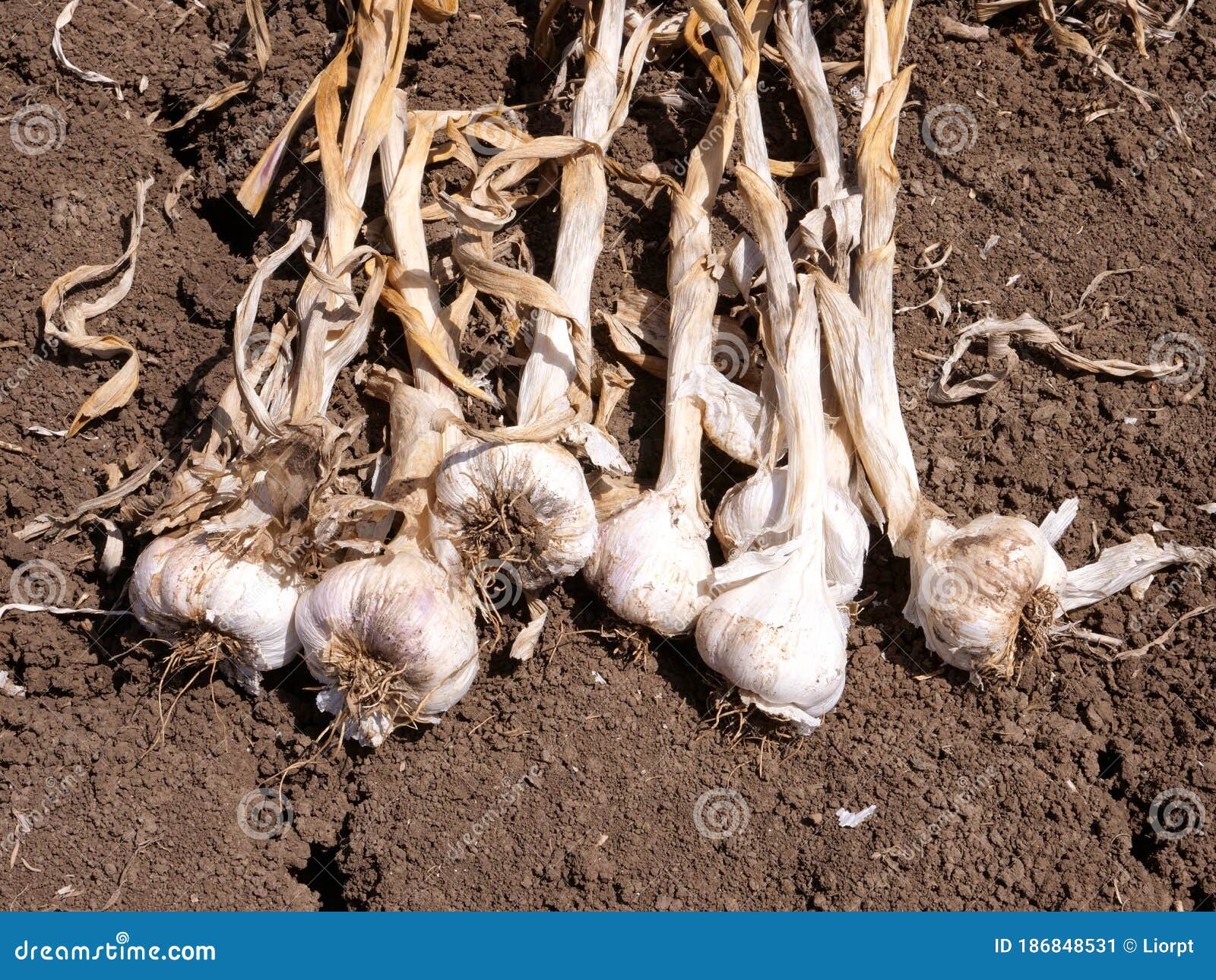 Small Batch of Raw Garlic, Fresh Picked, in a Field. Stock Image ...