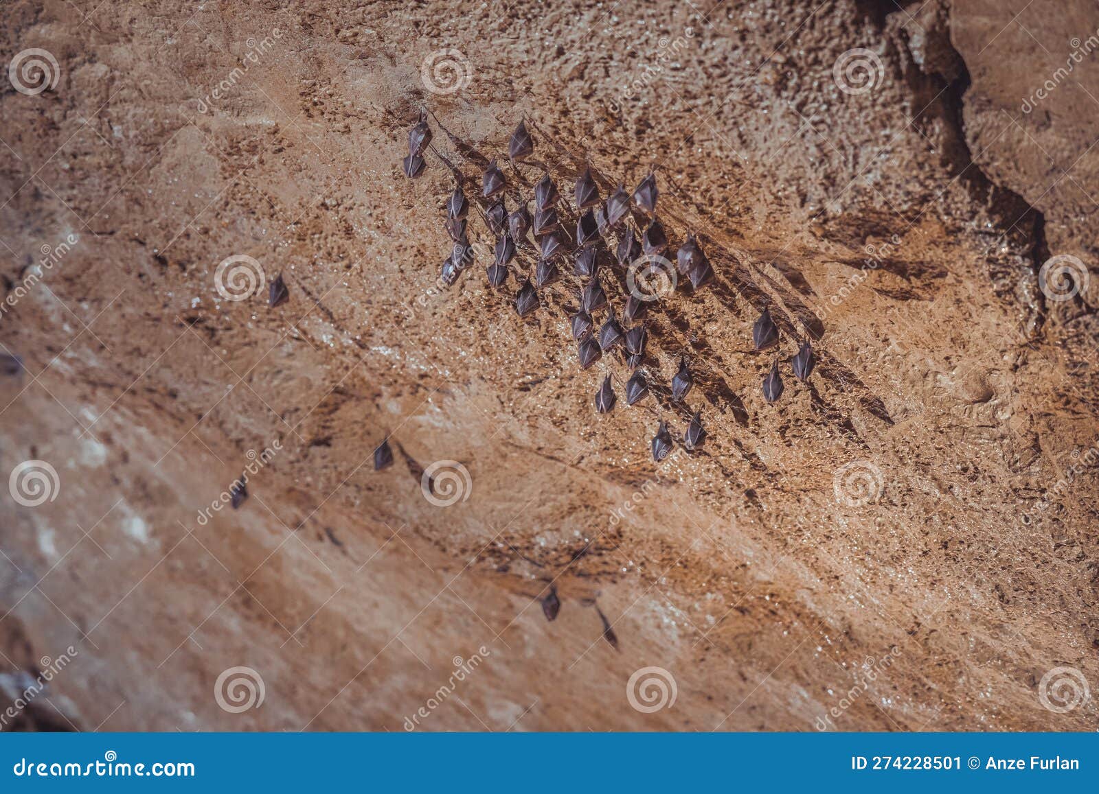 Small Bats Resting on a Cave Wall during the Winter Time. Colony of ...