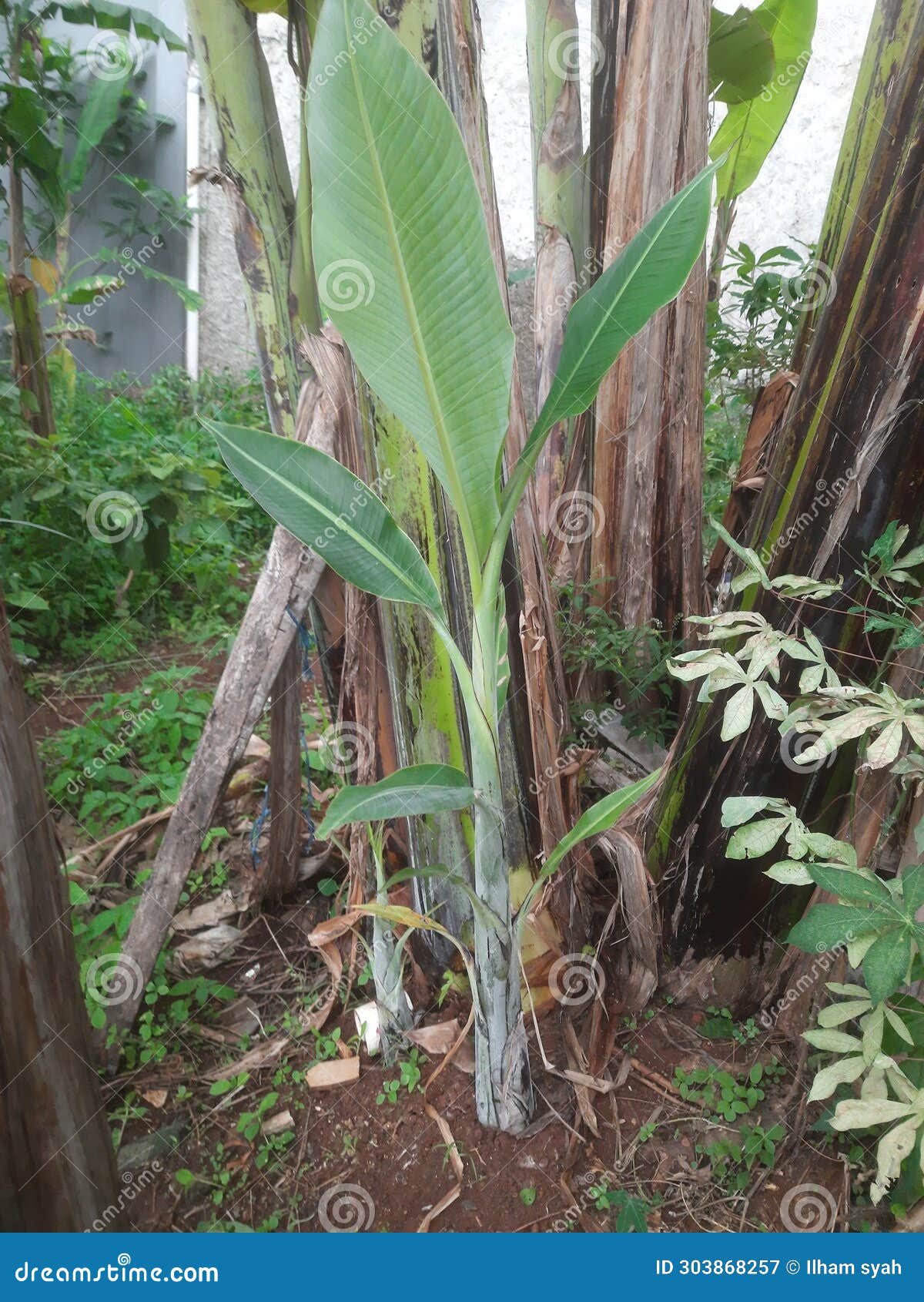 The Small Batu Banana Tree Looks Perfect Stock Image - Image of tree ...