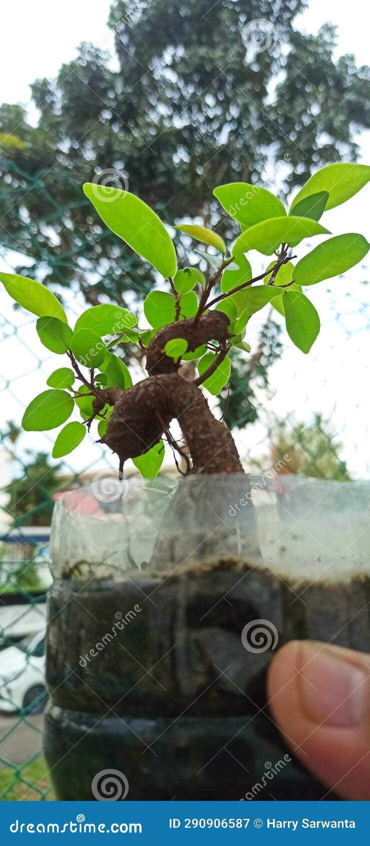 The Banyan Tree Seeds in the Pot Photo Stock Image - Image of leaf ...