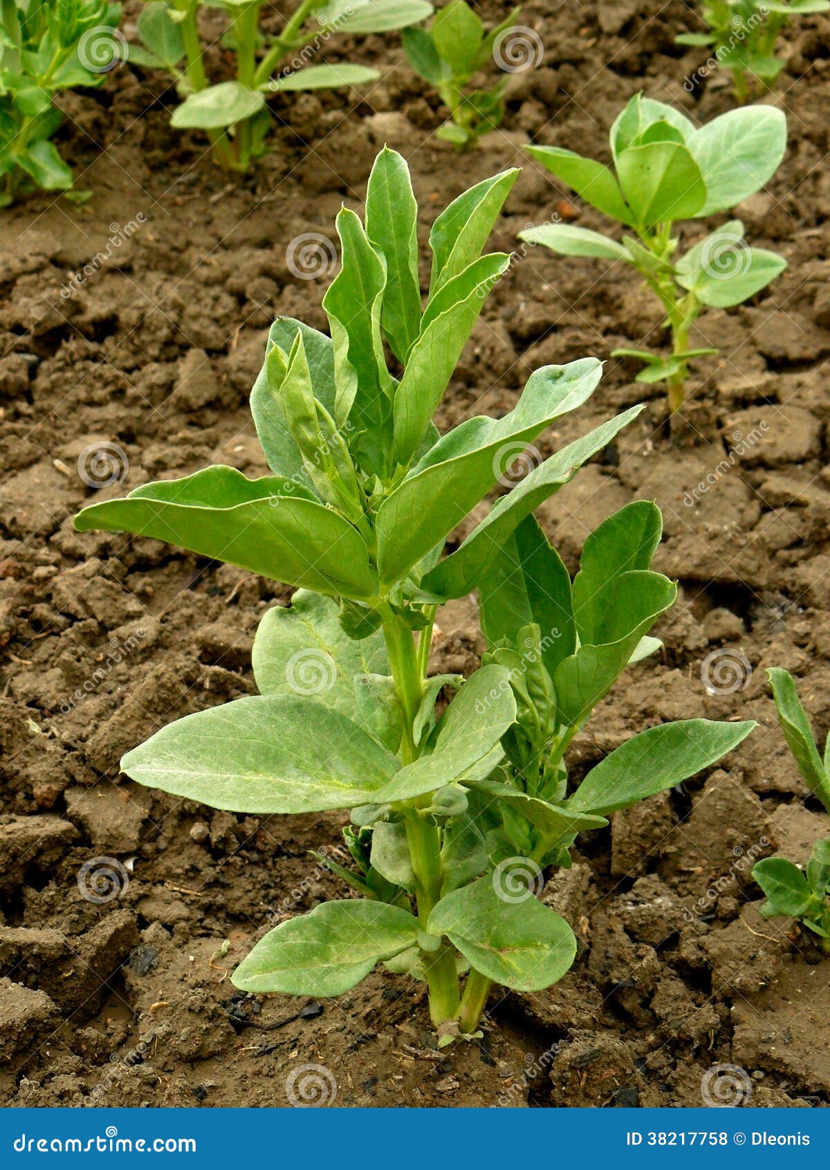 Small bean plants stock photo. Image of leaves, plant - 38217758