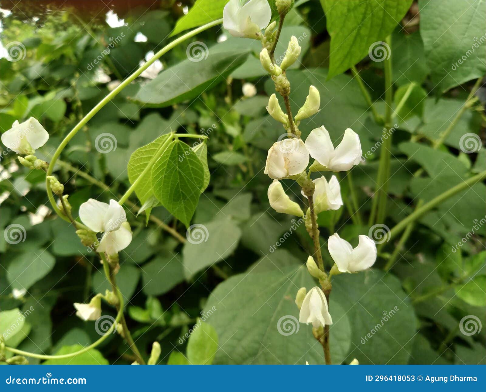 Small bean plants stock image. Image of foliage, close - 296418053