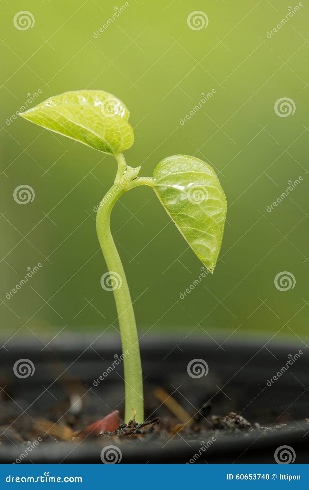 The small bean sprouts stock photo. Image of growth, concept - 60653740