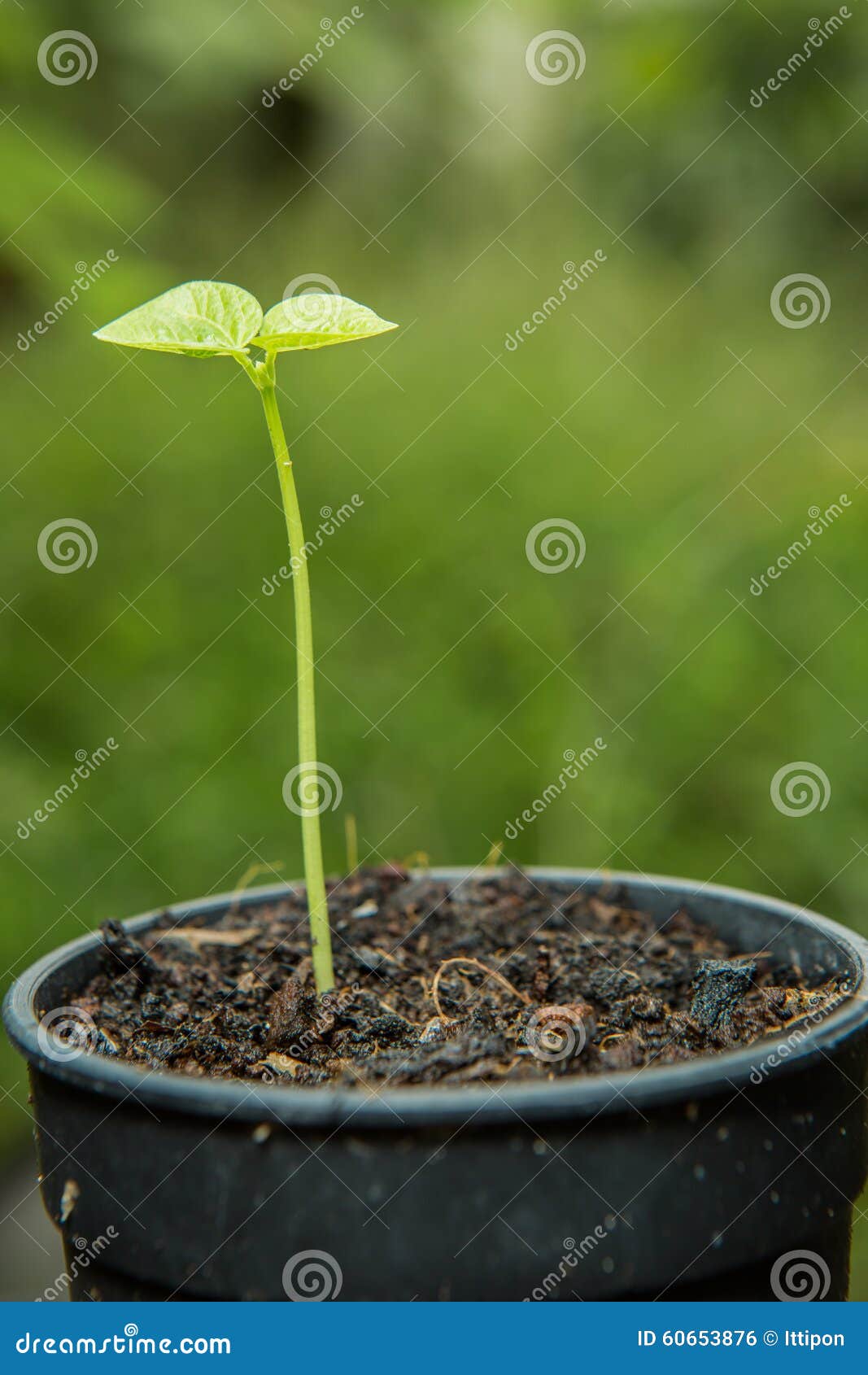 The small bean sprouts stock photo. Image of concept - 60653876