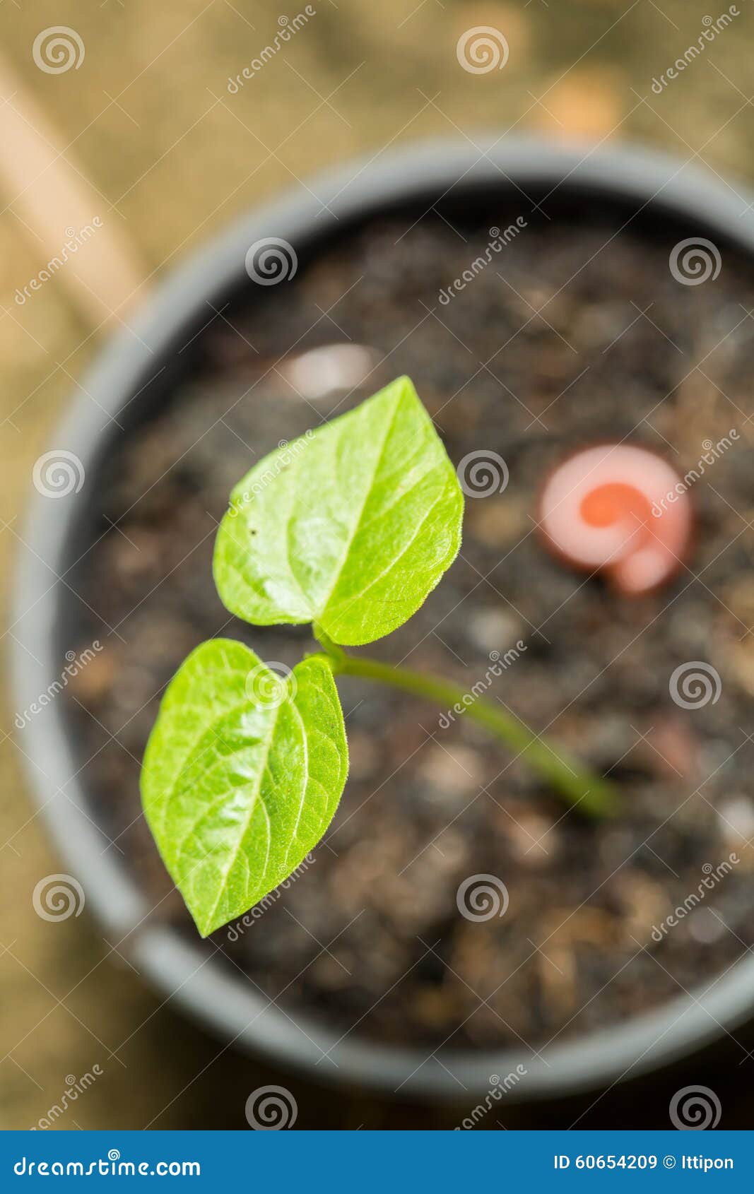 The small bean sprouts stock image. Image of closeup - 60654209