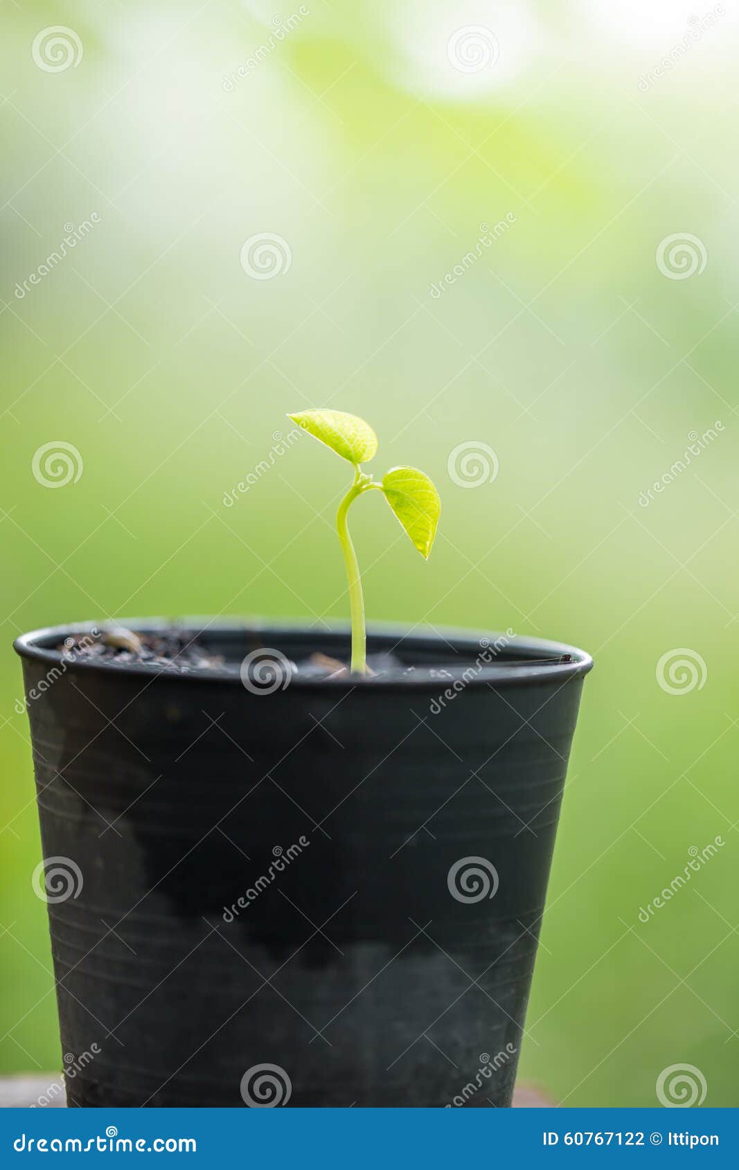 The small bean sprouts stock photo. Image of grow, agriculture - 60767122