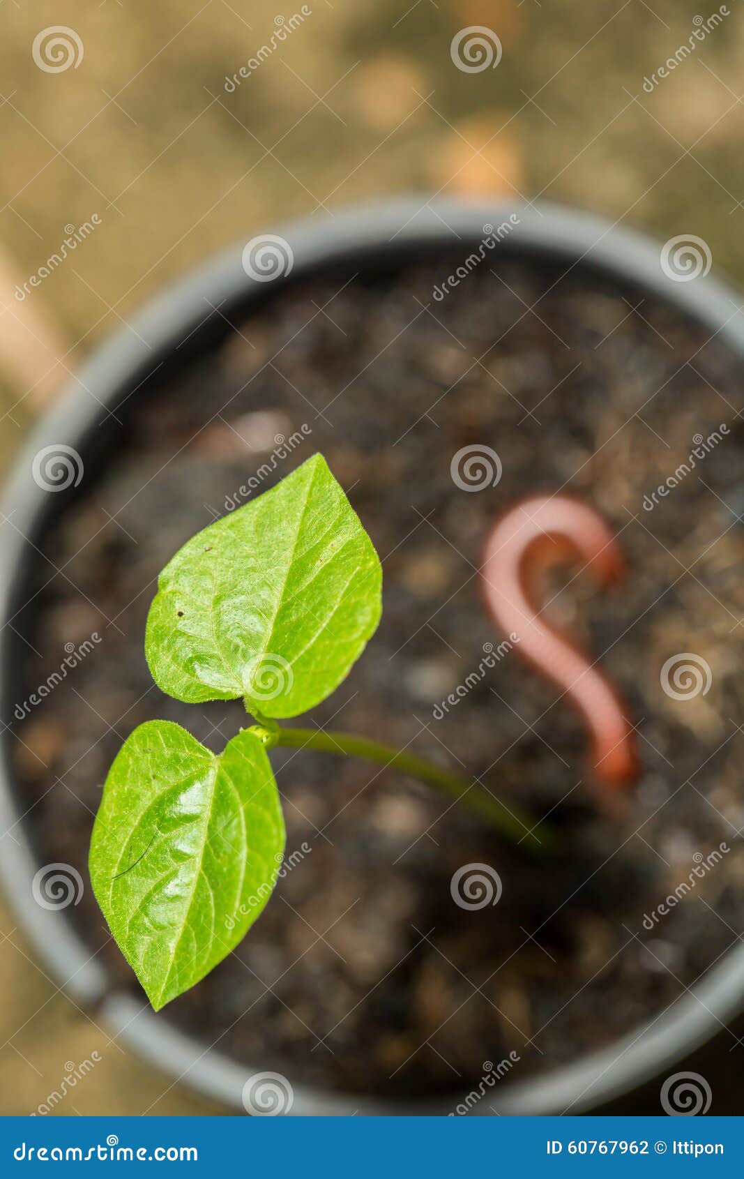 The small bean sprouts stock photo. Image of land, gardening - 60767962