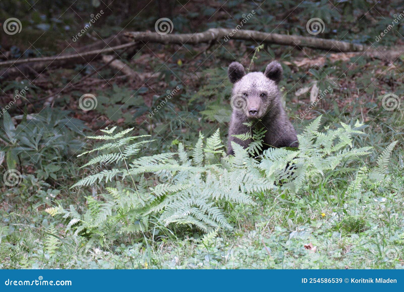 A Small Bear Cub in the Eagle Fern Stock Image - Image of mammal, eyes ...
