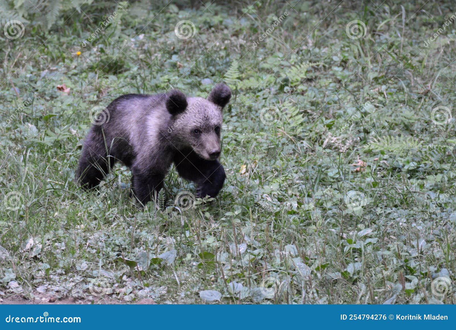 A Small Bear Cub on the Green Grass Stock Photo - Image of animal ...