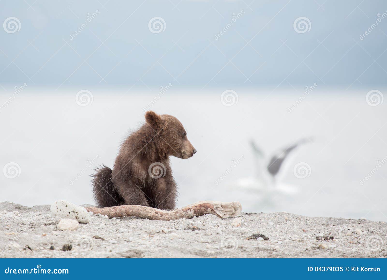 Small bear cub and seagull stock image. Image of bear - 84379035