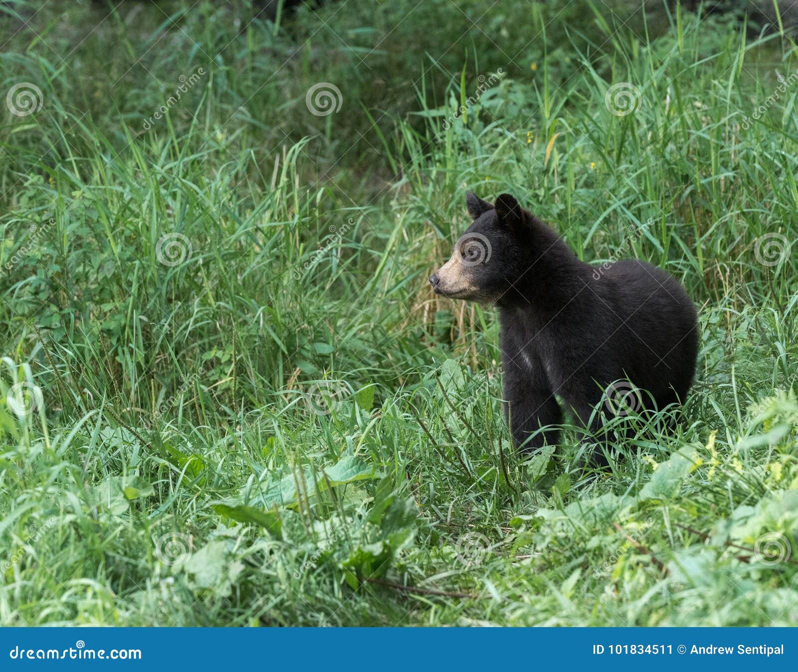 Small bear cub stock image. Image of furry, playful - 101834511
