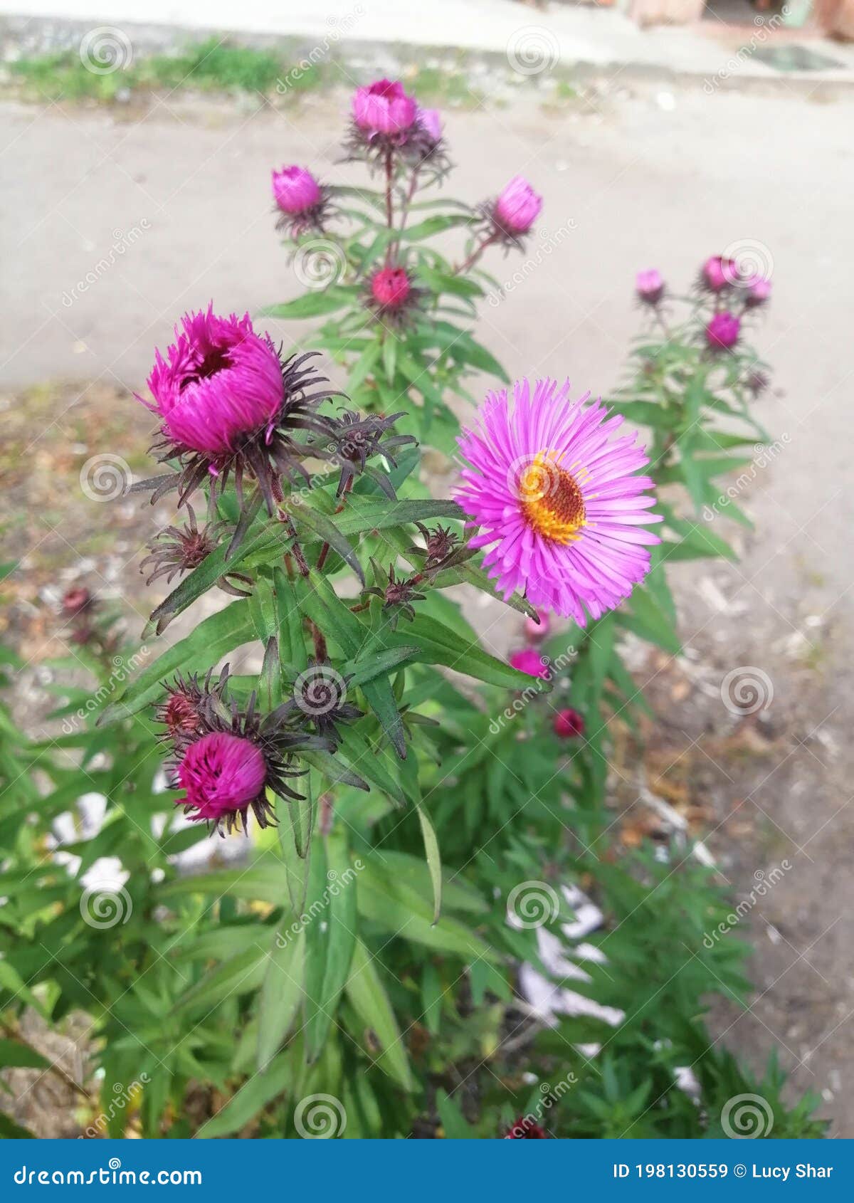 Small Beautiful Autumn Flowers Sharp Shrubby September Day Stock Image ...