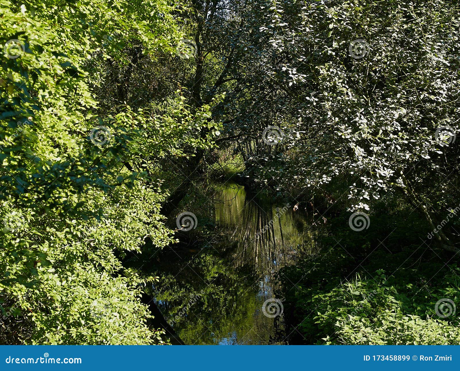 Small Beautiful Brook Stream in a Forest Stock Image - Image of flow ...