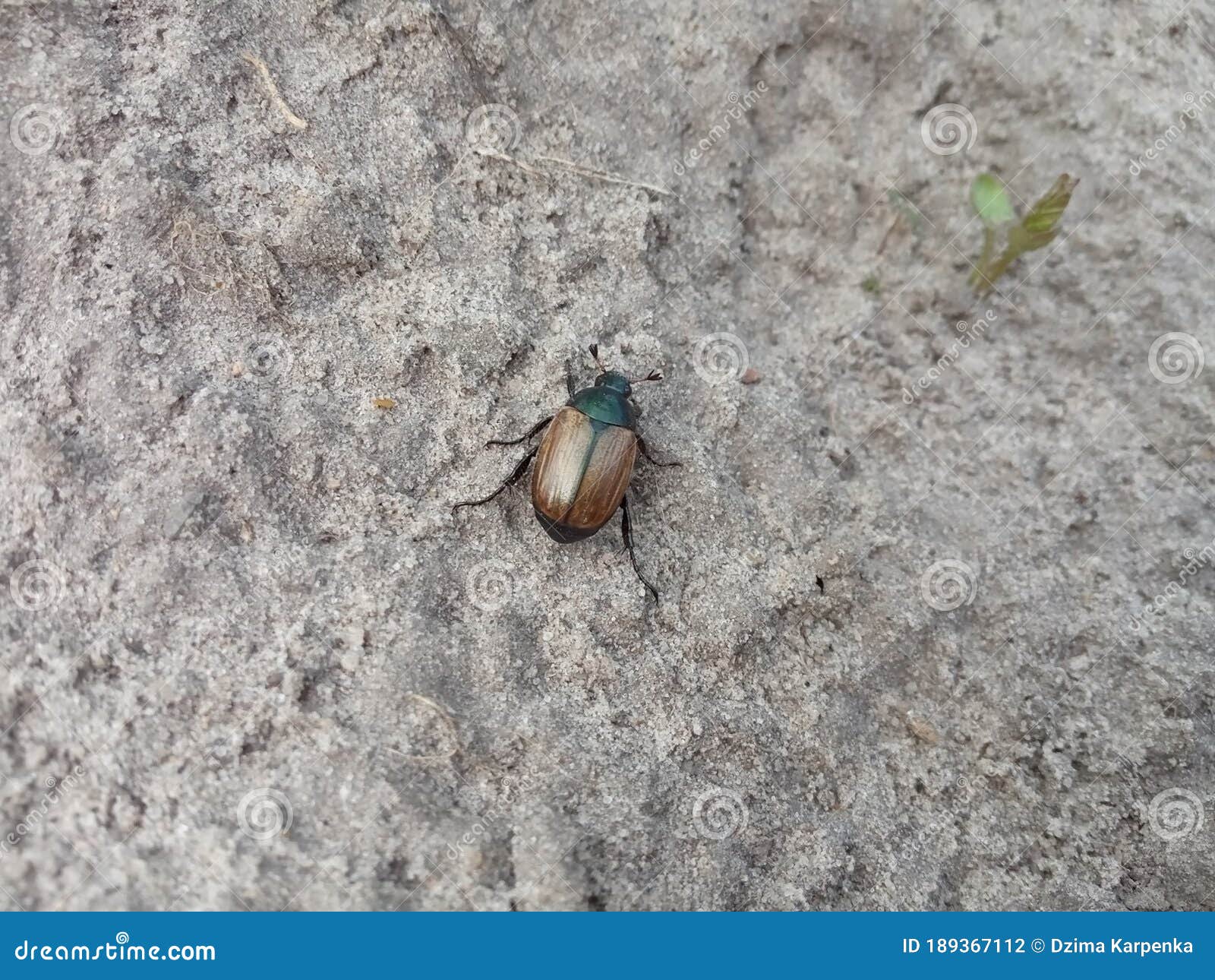 Small brown beetle stock photo. Image of closeup, summer - 189367112