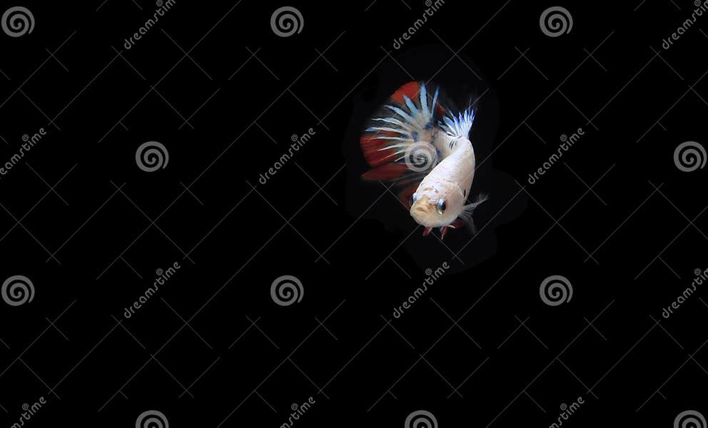 Small Beautiful Candy Betta Fish, at Black Background Stock Photo ...