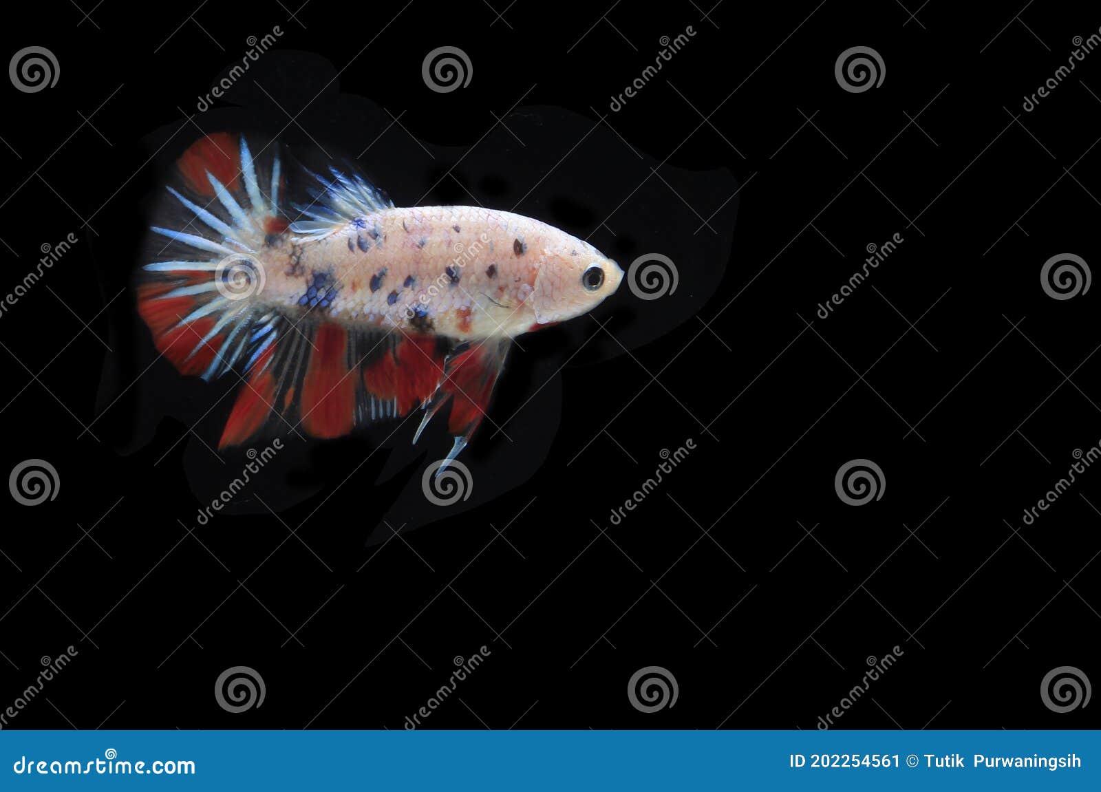 Small Beautiful Candy Betta Fish, at Black Background Stock Image ...