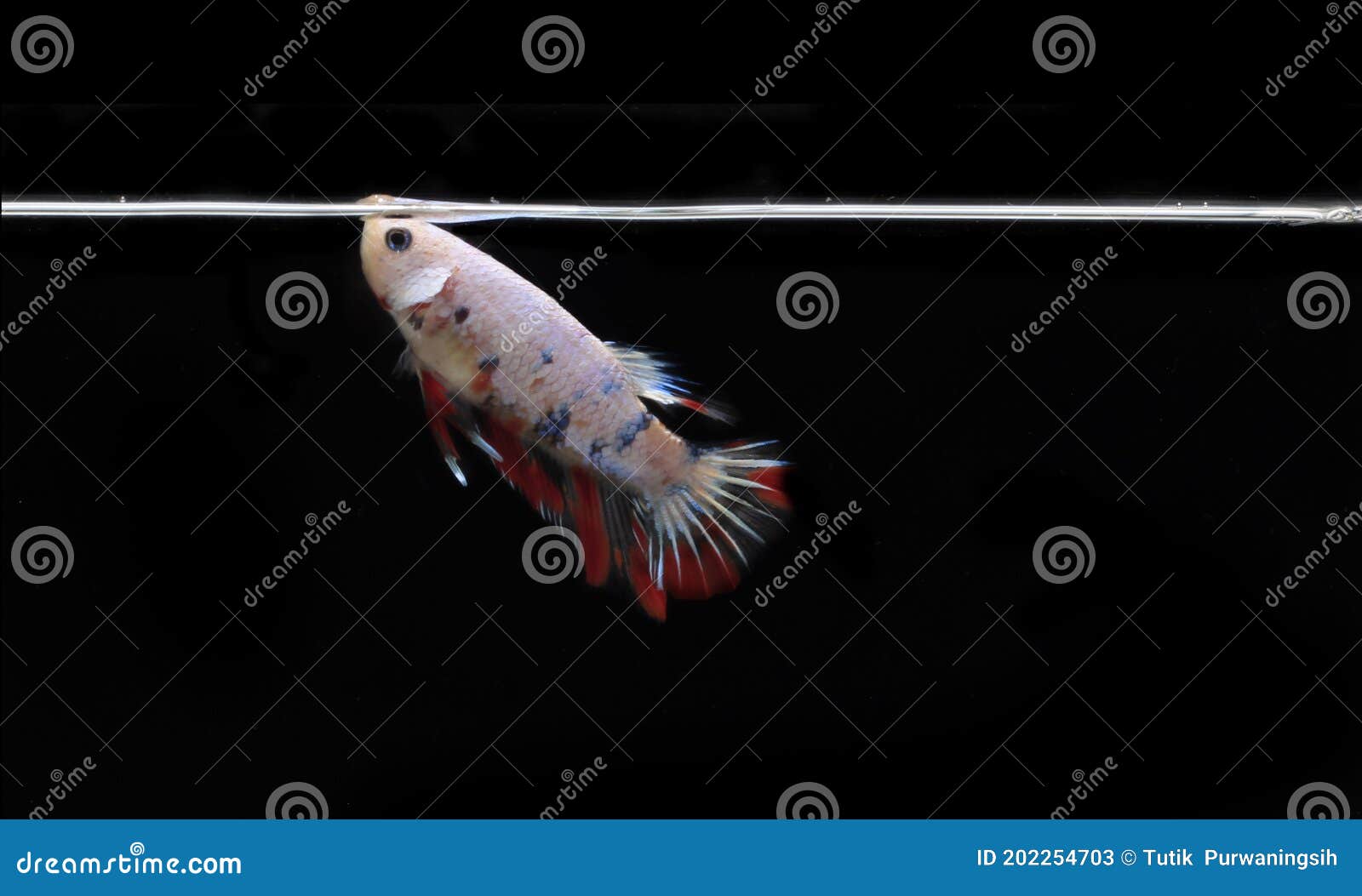 Small Beautiful Candy Betta Fish, at Black Background Stock Image ...