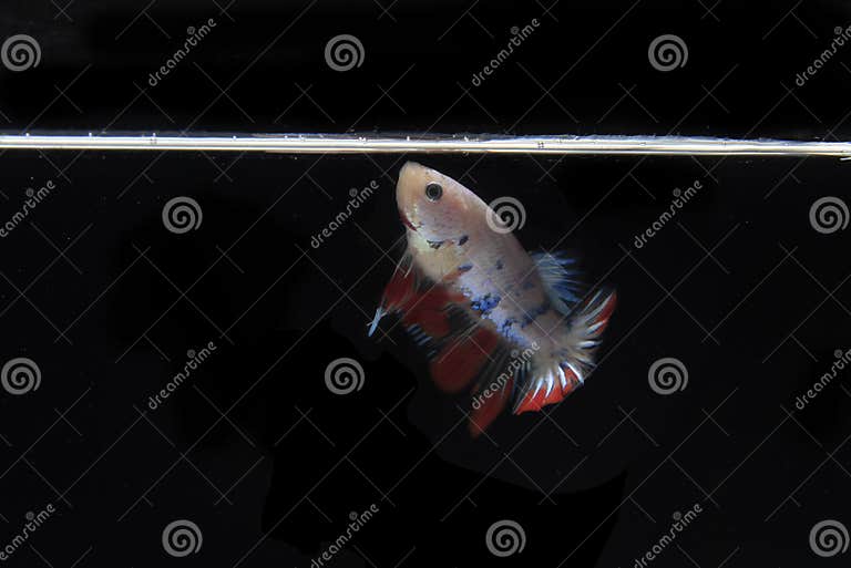 Small Beautiful Candy Betta Fish, at Black Background Stock Image ...