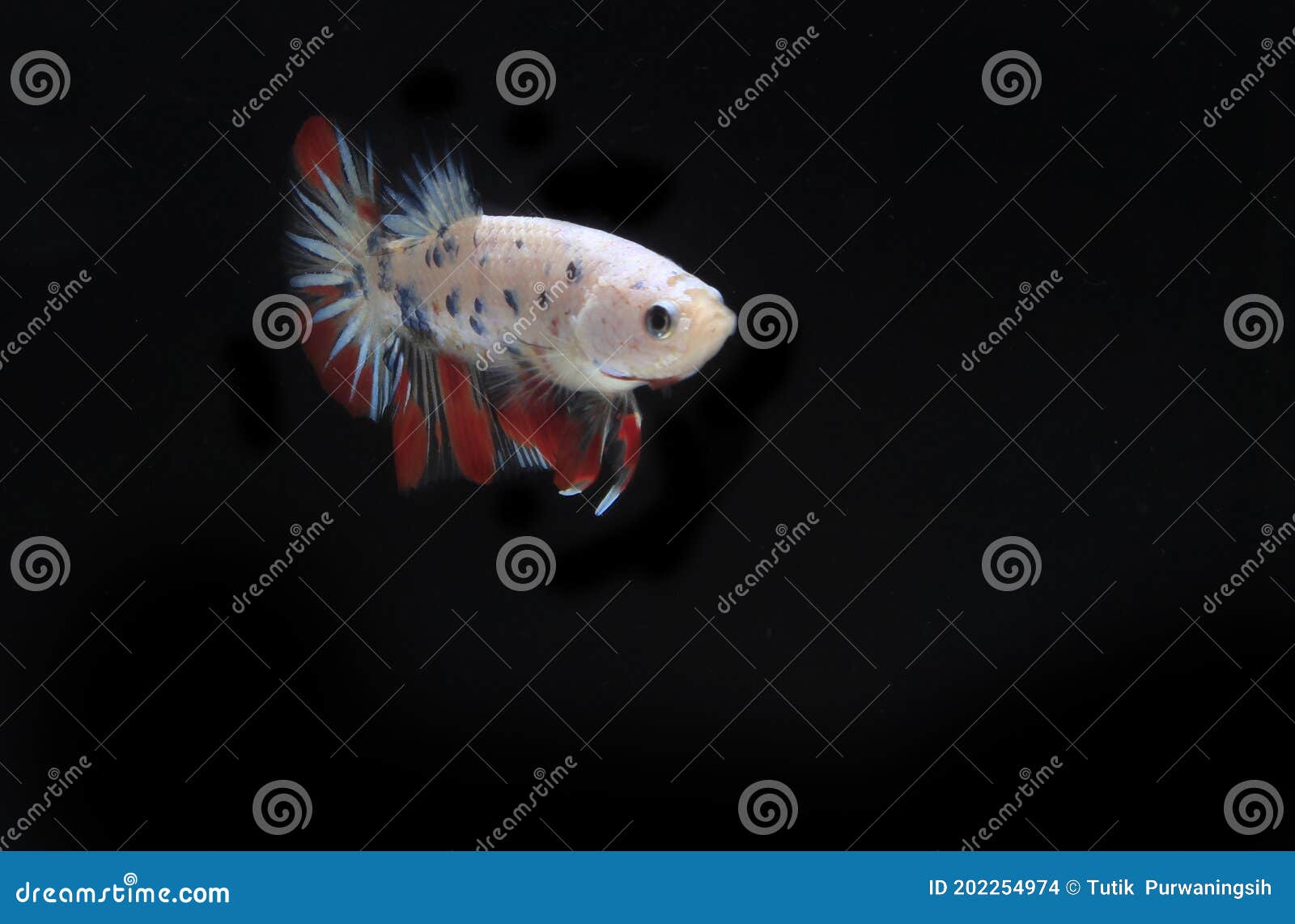 Small Beautiful Candy Betta Fish, at Black Background Stock Photo ...
