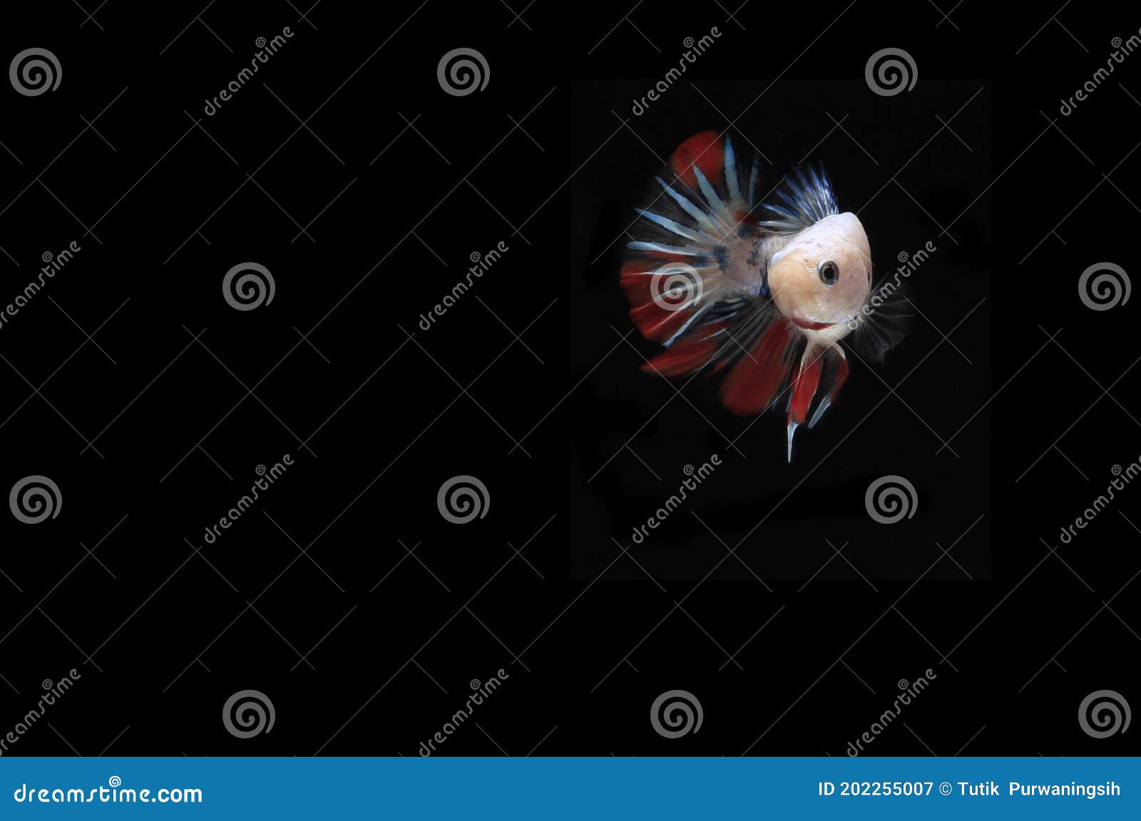Small Beautiful Candy Betta Fish, at Black Background Stock Image ...