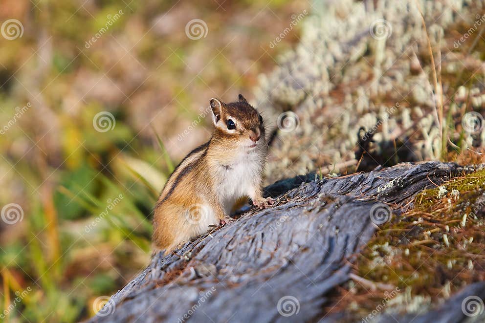 Small Beautiful Chipmunk in the Forest on a Tree Stock Photo - Image of ...
