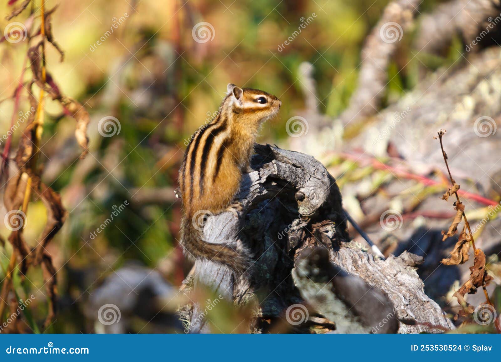 Small Beautiful Chipmunk in the Forest on a Tree Stock Photo - Image of ...