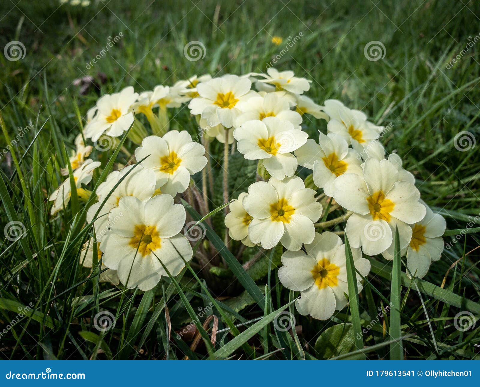 A Small but Beautiful Collection of Primrose Flowers in Tall, Long ...