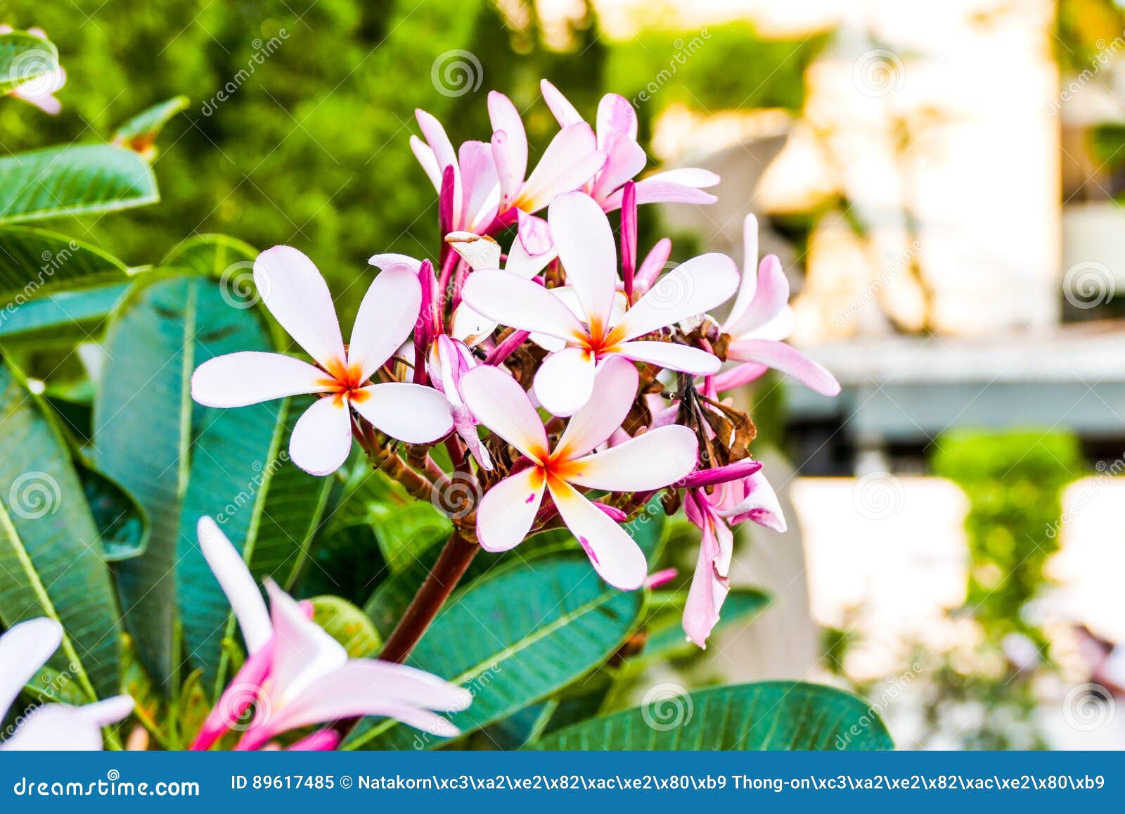 Small beautiful flowers. stock image. Image of flowers - 89617485