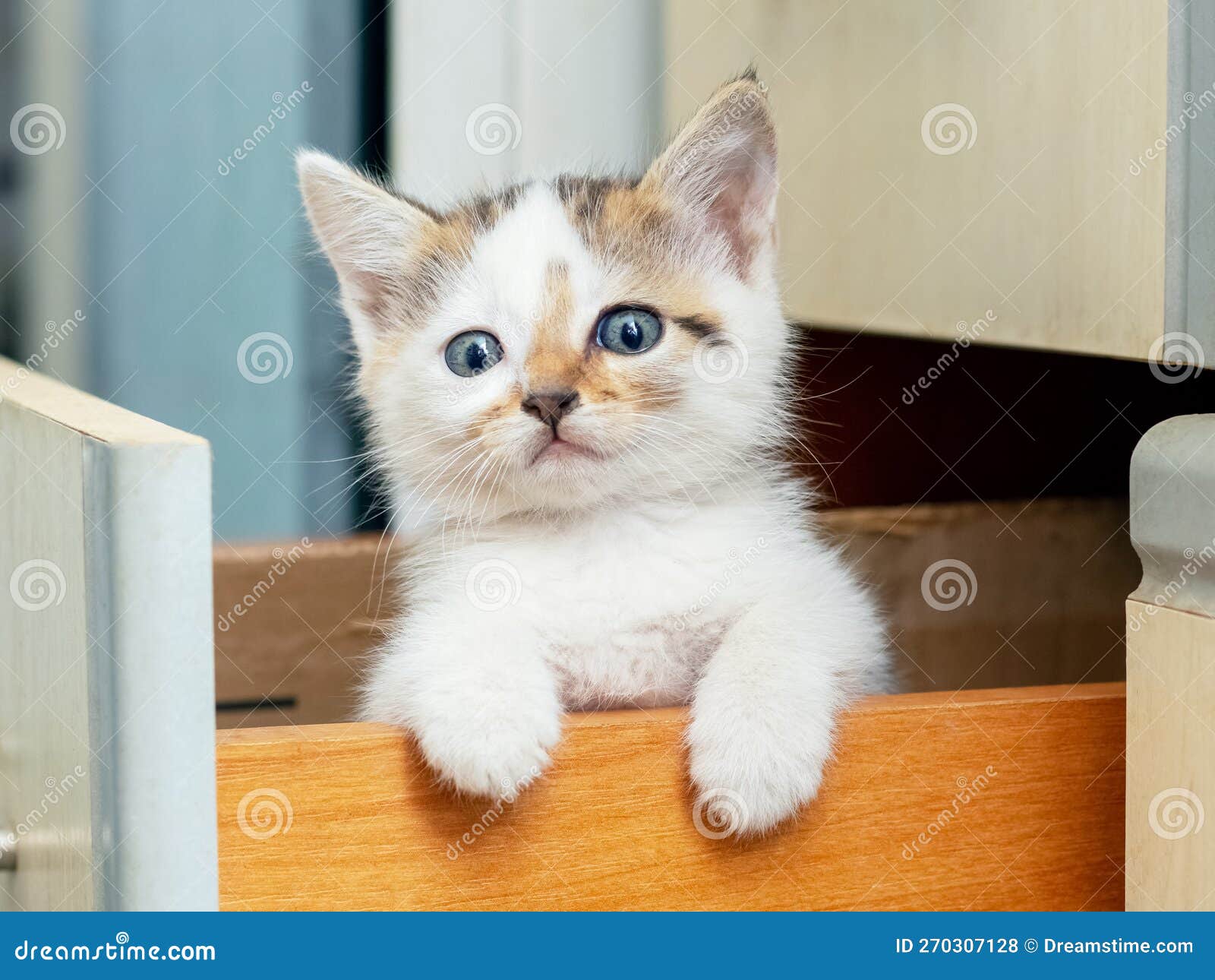 A Small Beautiful Kitten is Sitting in the Kitchen in a Box and is ...