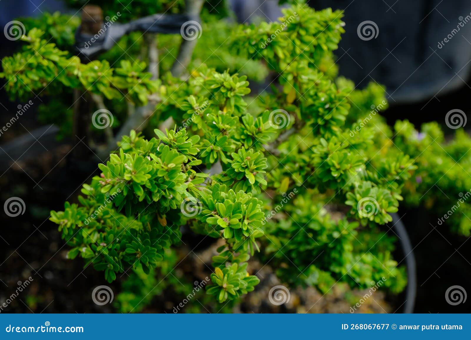 Small Beautiful Leaf of One Desmodim Species Tree Verry Small Leaf Tree ...