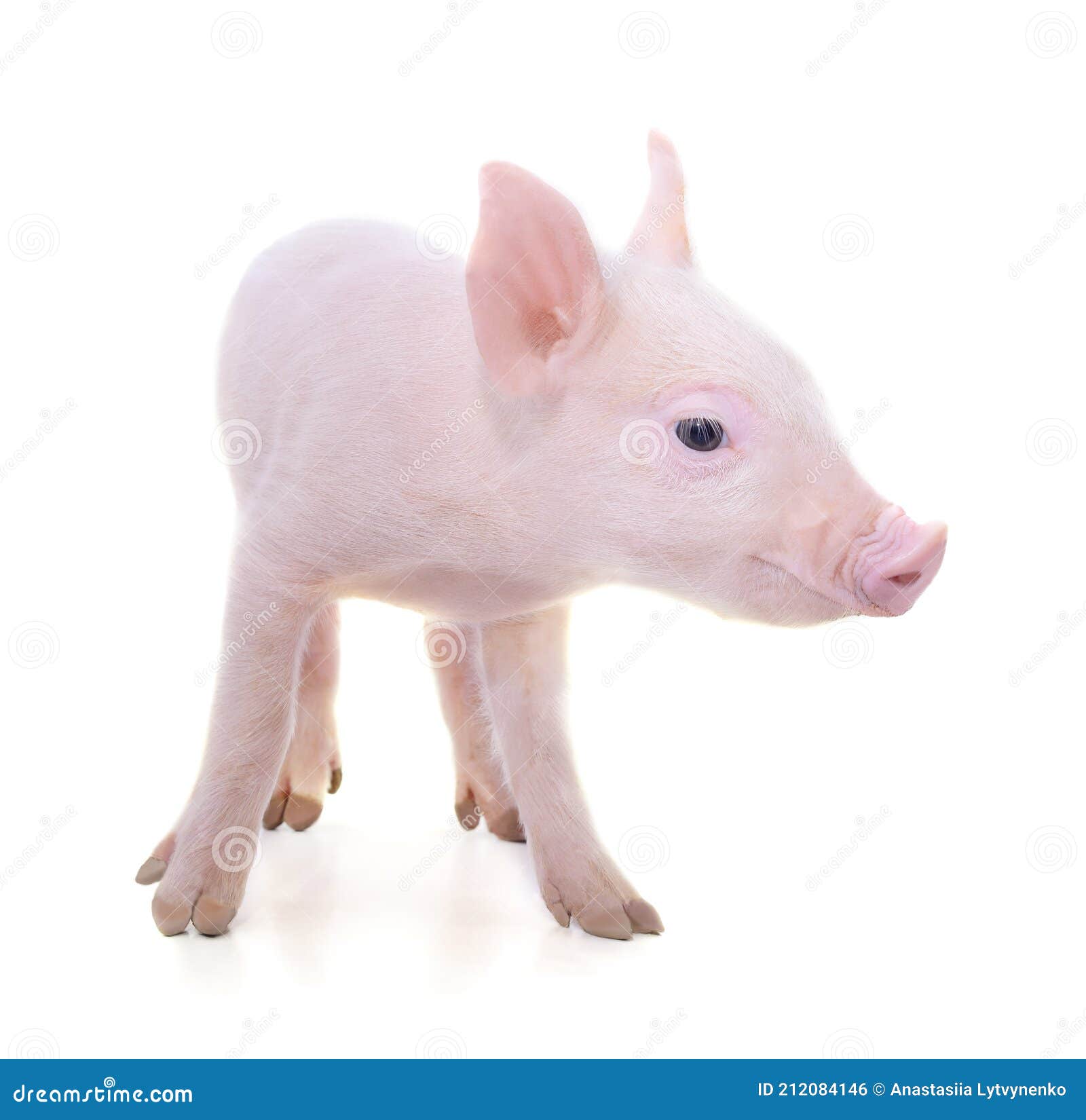 Small beautiful pig stock photo. Image of young, profile - 212084146