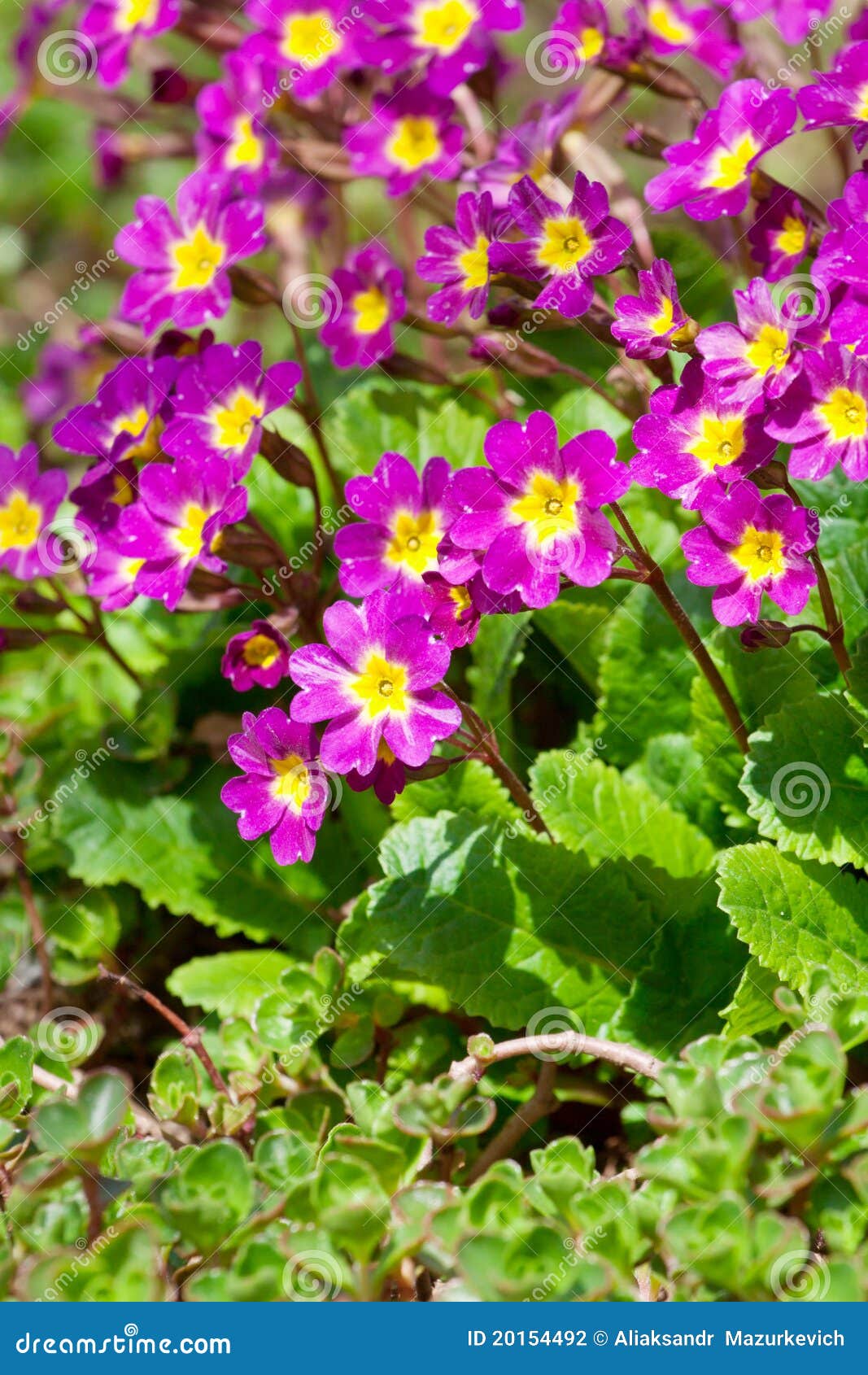 Small Beautiful Pink Flowers Stock Photo - Image of natural, gardening ...