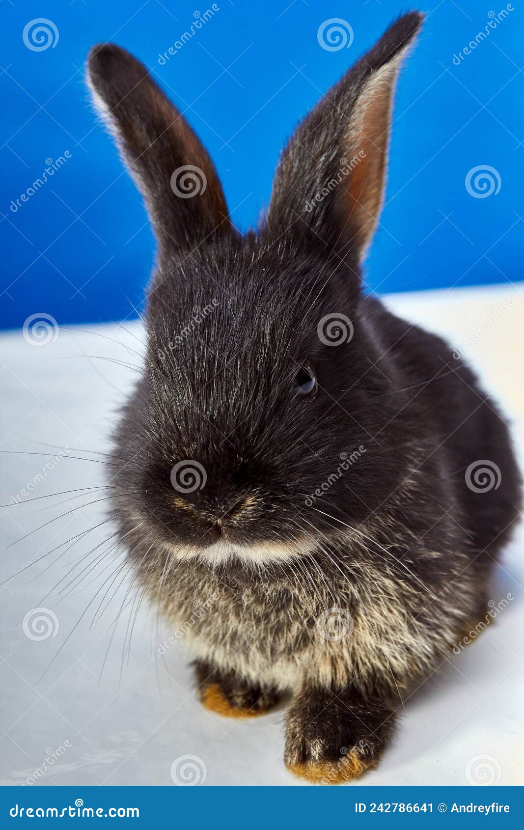 Small Beautiful Rabbit on a Blue Background Stock Image - Image of ...