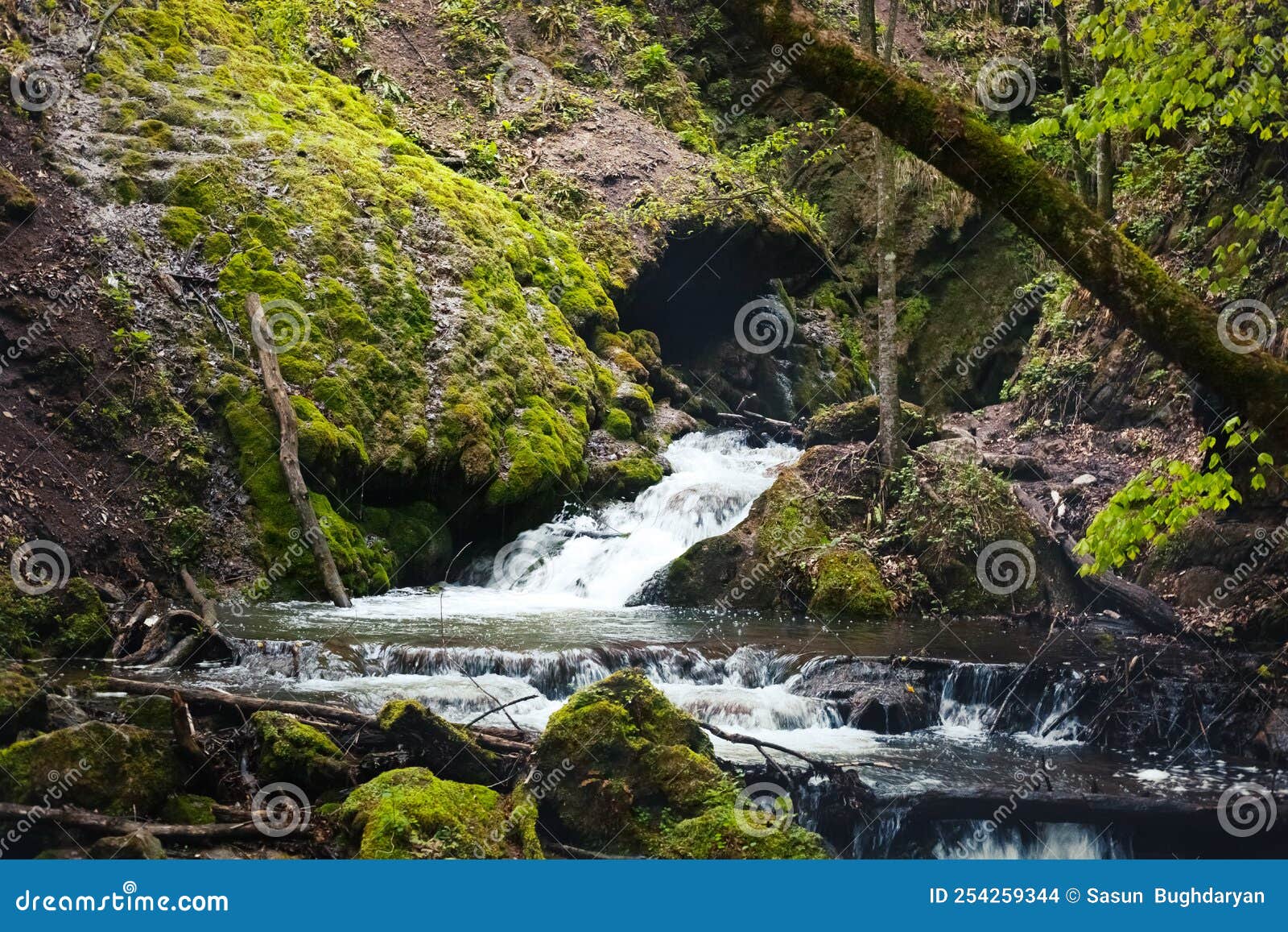 Small Beautiful River in the Forest Stock Photo - Image of river ...