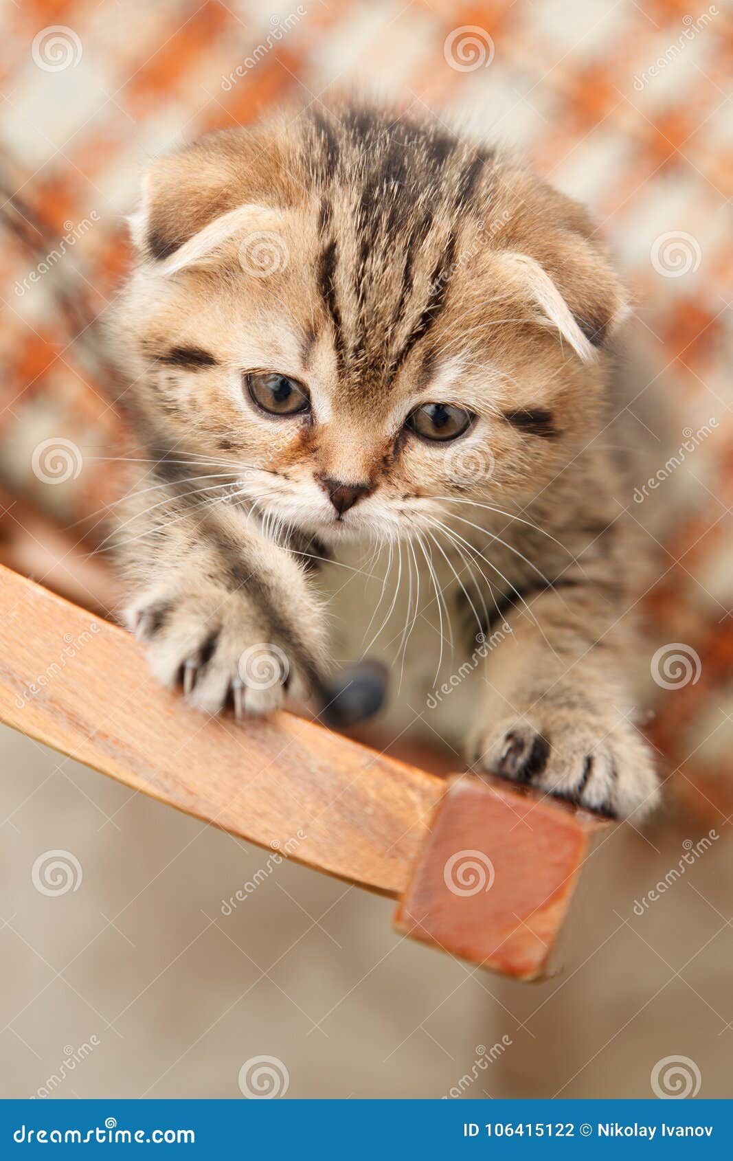 Small and Beautiful Tabby Kitten Indoor Stock Photo - Image of copy ...