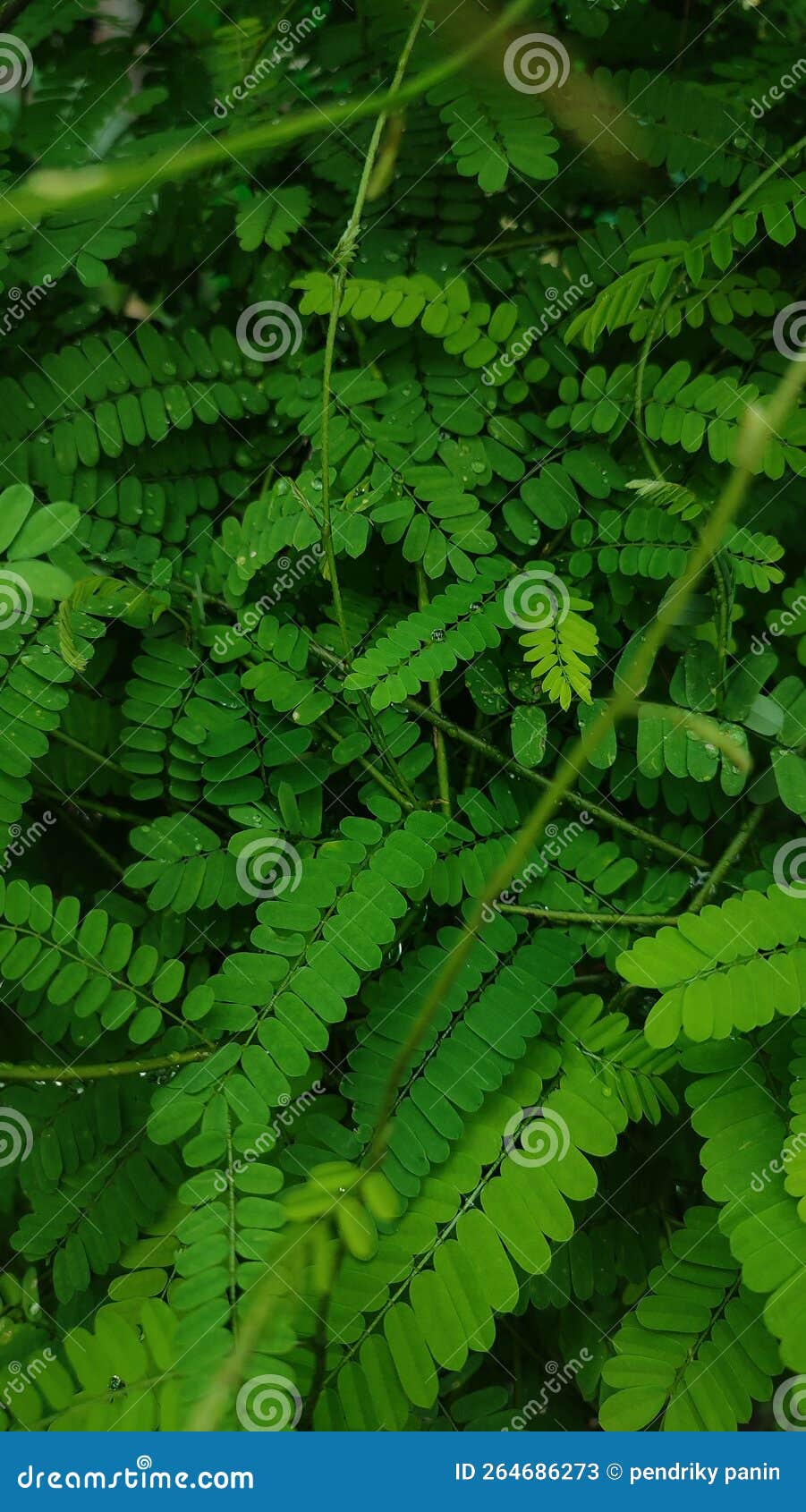 Small and Beautiful Tamarind Tree Leaves Stock Image - Image of herb ...