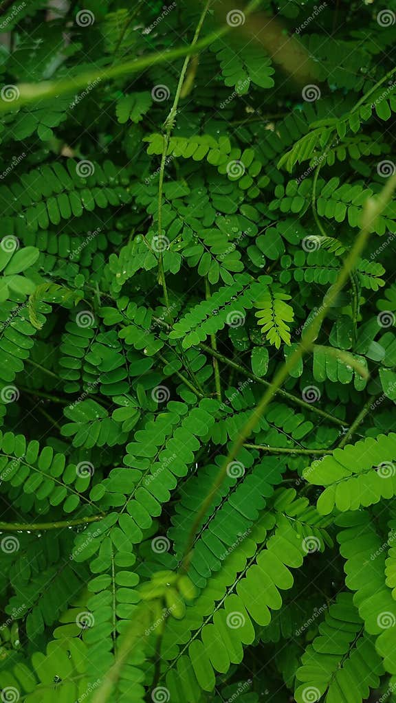 Small and Beautiful Tamarind Tree Leaves Stock Image - Image of herb ...