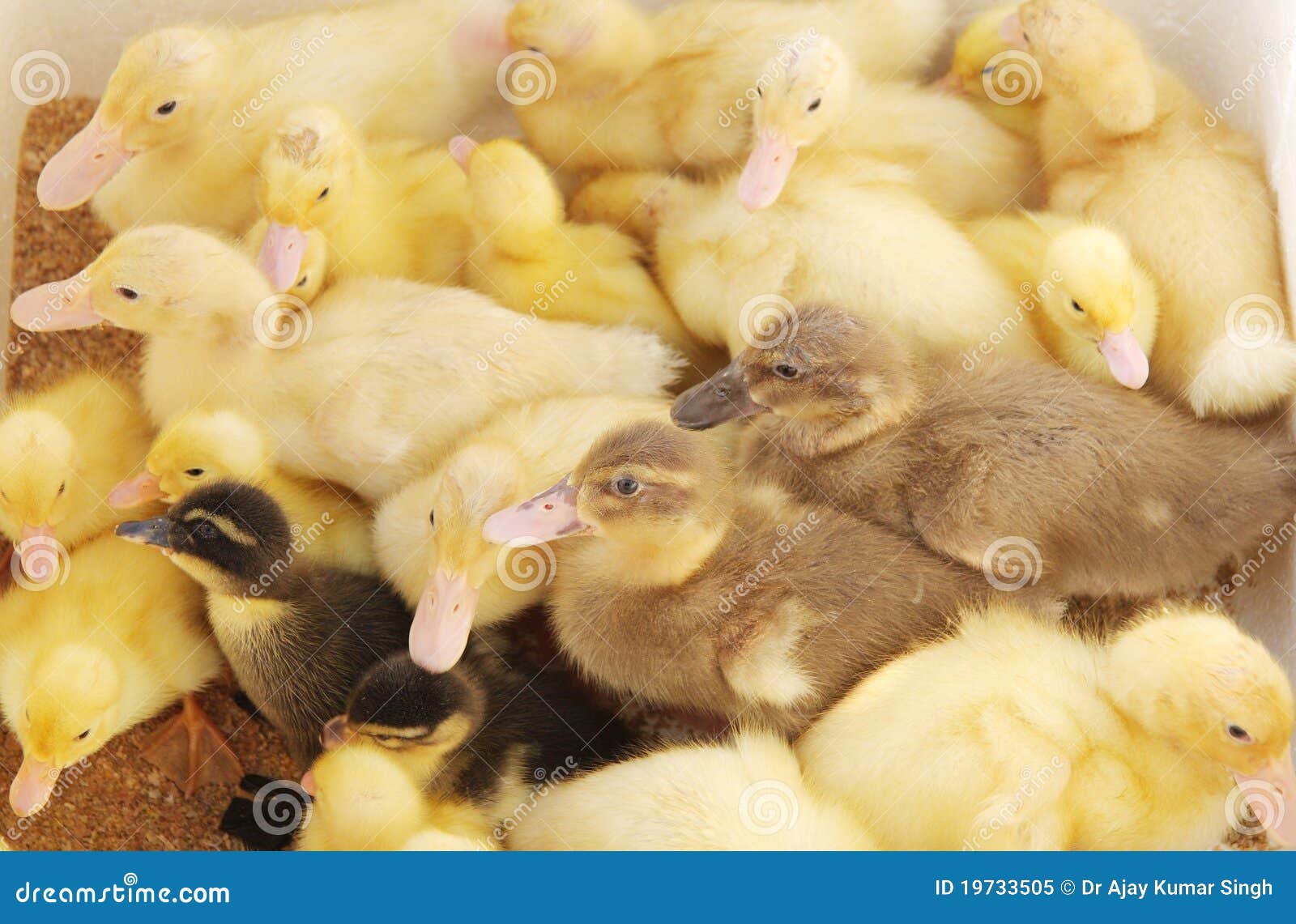 Small Beautiful Yellow and Brown Ducklings Stock Image - Image of duck ...