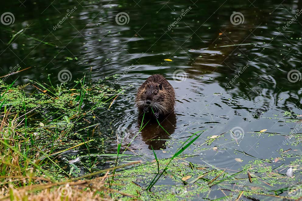 Small beaver in a pond stock image. Image of nutria - 262740399