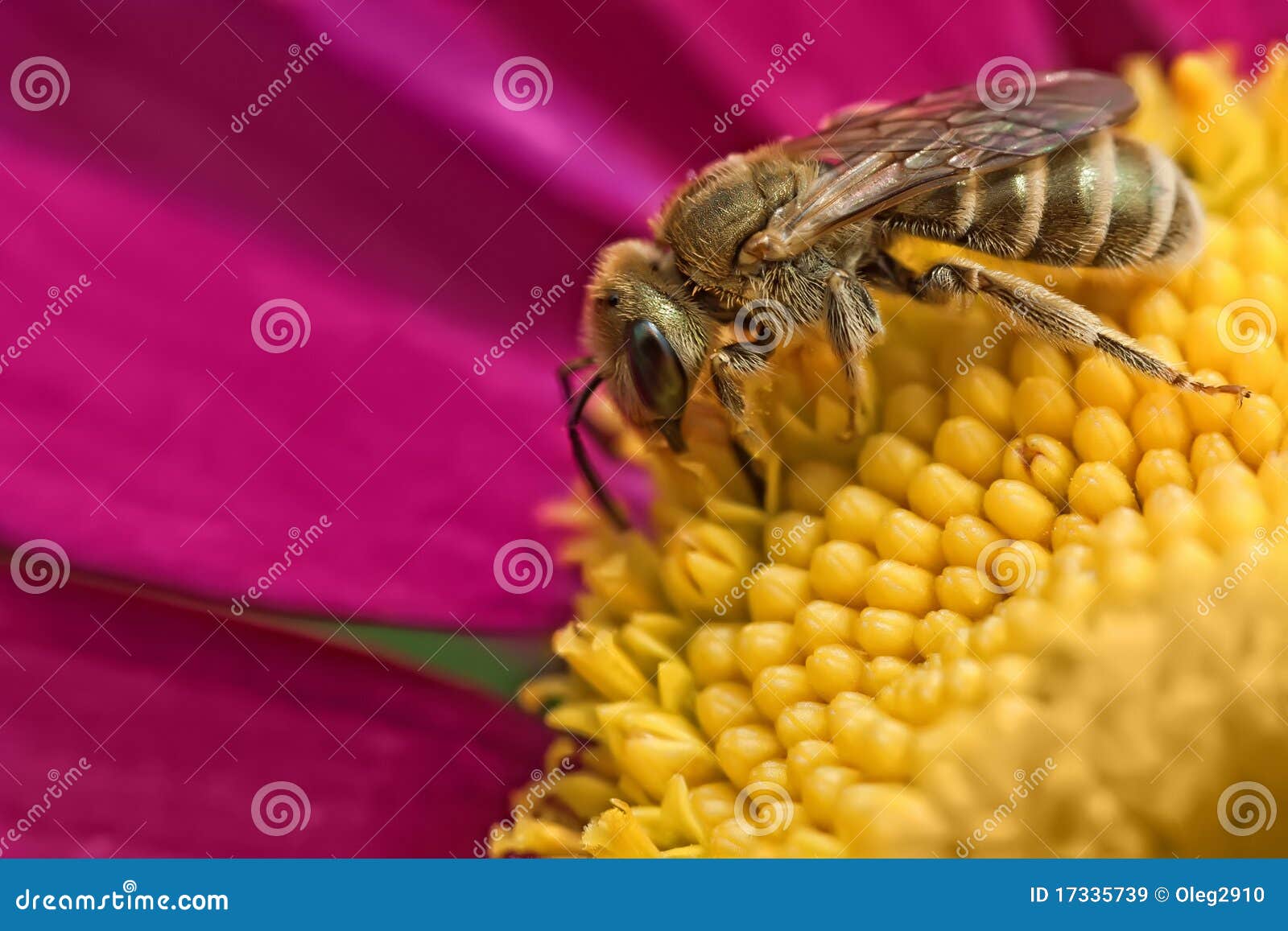 Small bee stock image. Image of head, ornamental, honey - 17335739