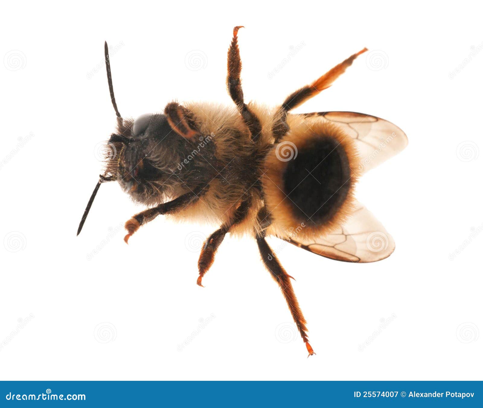 Small bee bottom view stock image. Image of close, social - 25574007
