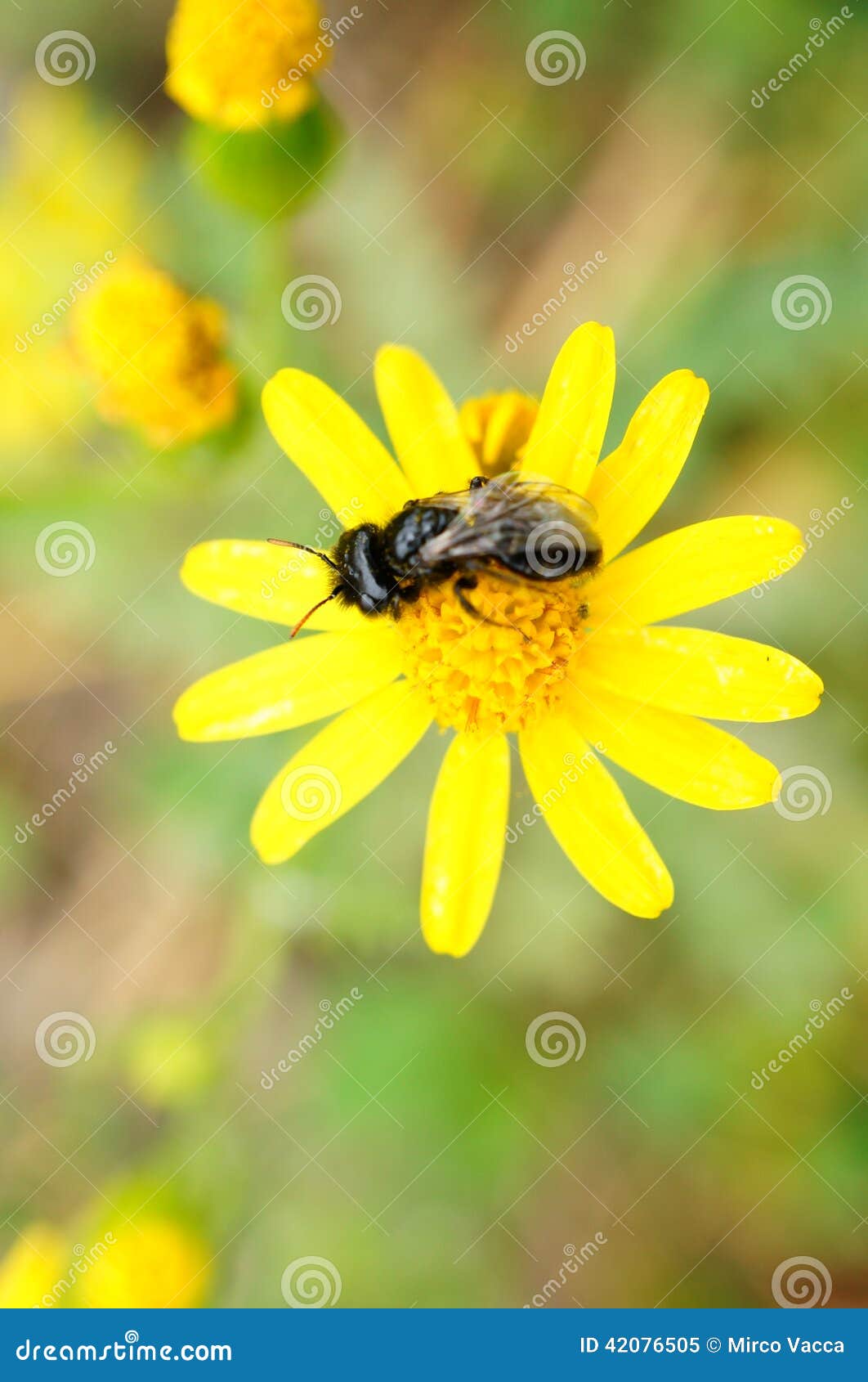 Small bee on flower stock image. Image of insect, flora - 42076505