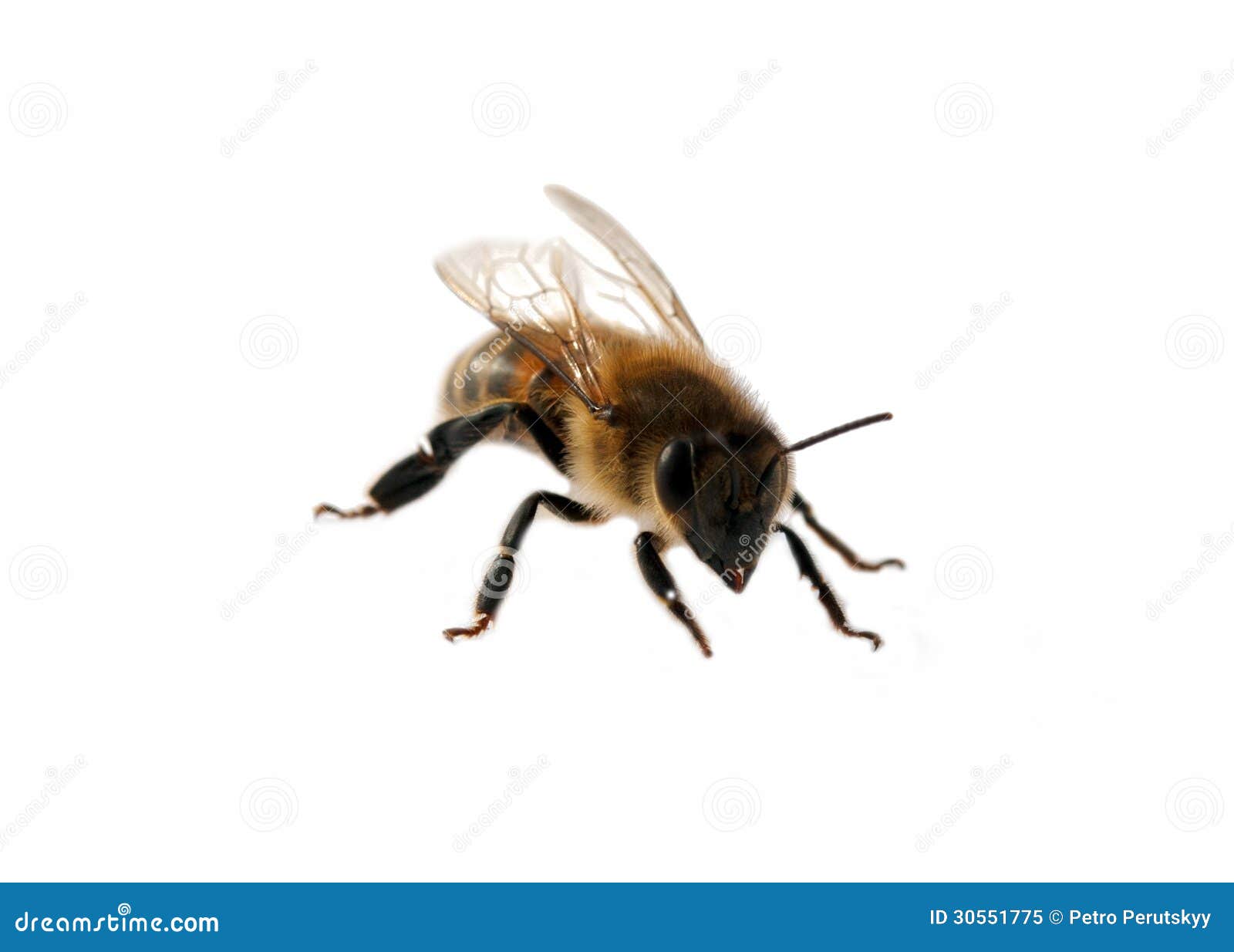 Small bee stock image. Image of honey, animal, white - 30551775