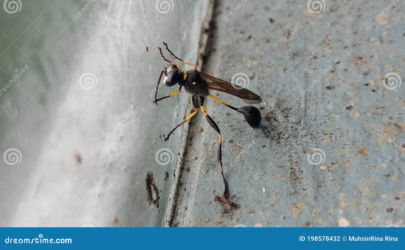 Small Bee-like Animals with Unique Color Variations, Aceh Indonesia ...