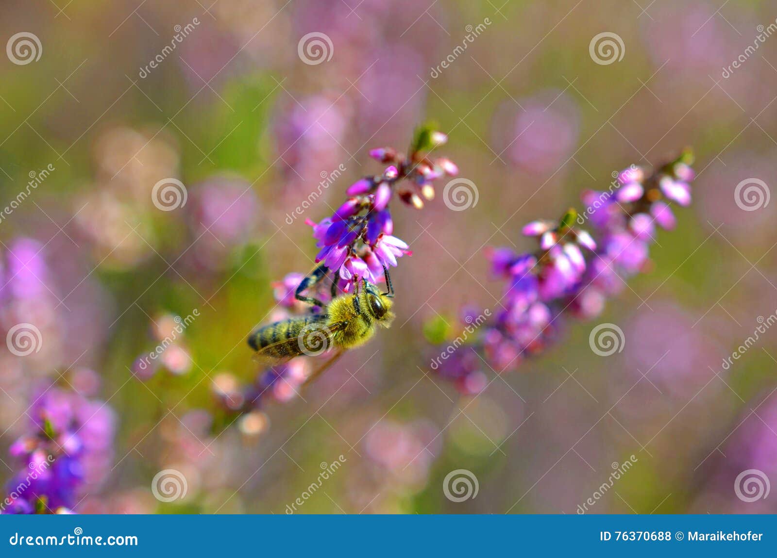 Erica Weed Stock Photos - Free & Royalty-Free Stock Photos from Dreamstime