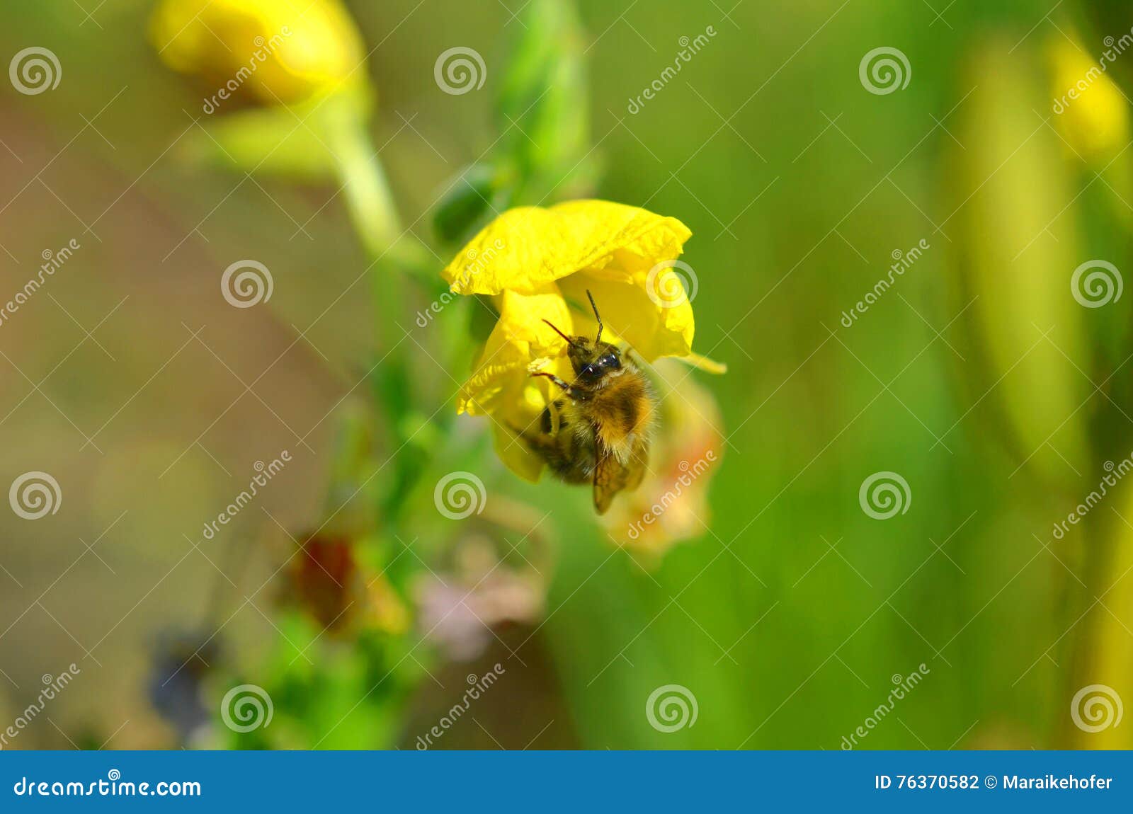 Small Bee Pollinating Yellow Weed Stock Photo - Image of garden, flora ...