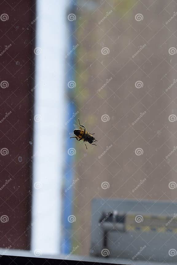Small bee on a window stock image. Image of white, insects - 340519653